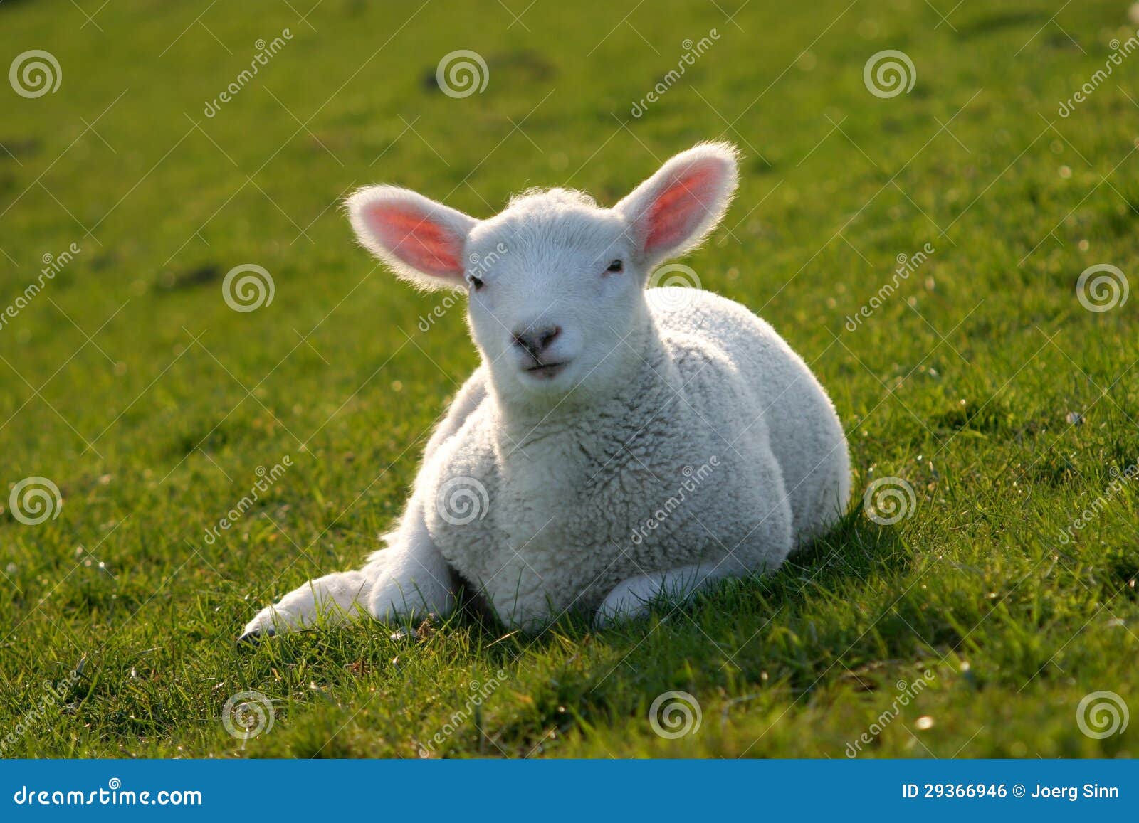 Ovejas del bebé foto de archivo. Imagen de negro, bebé - 29366946