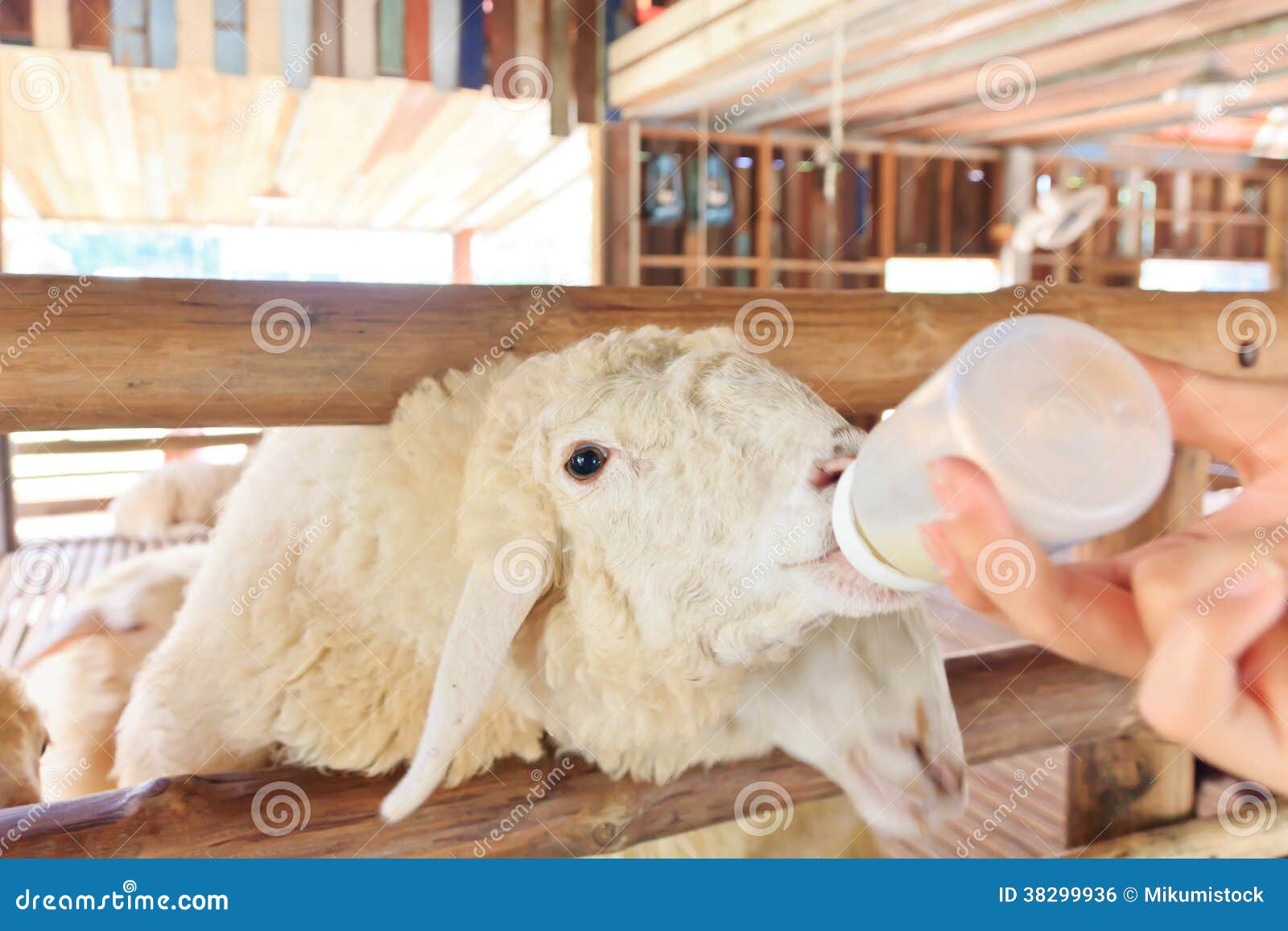Ovejas del bebé foto de archivo. Imagen de bebé, doméstico - 38299936