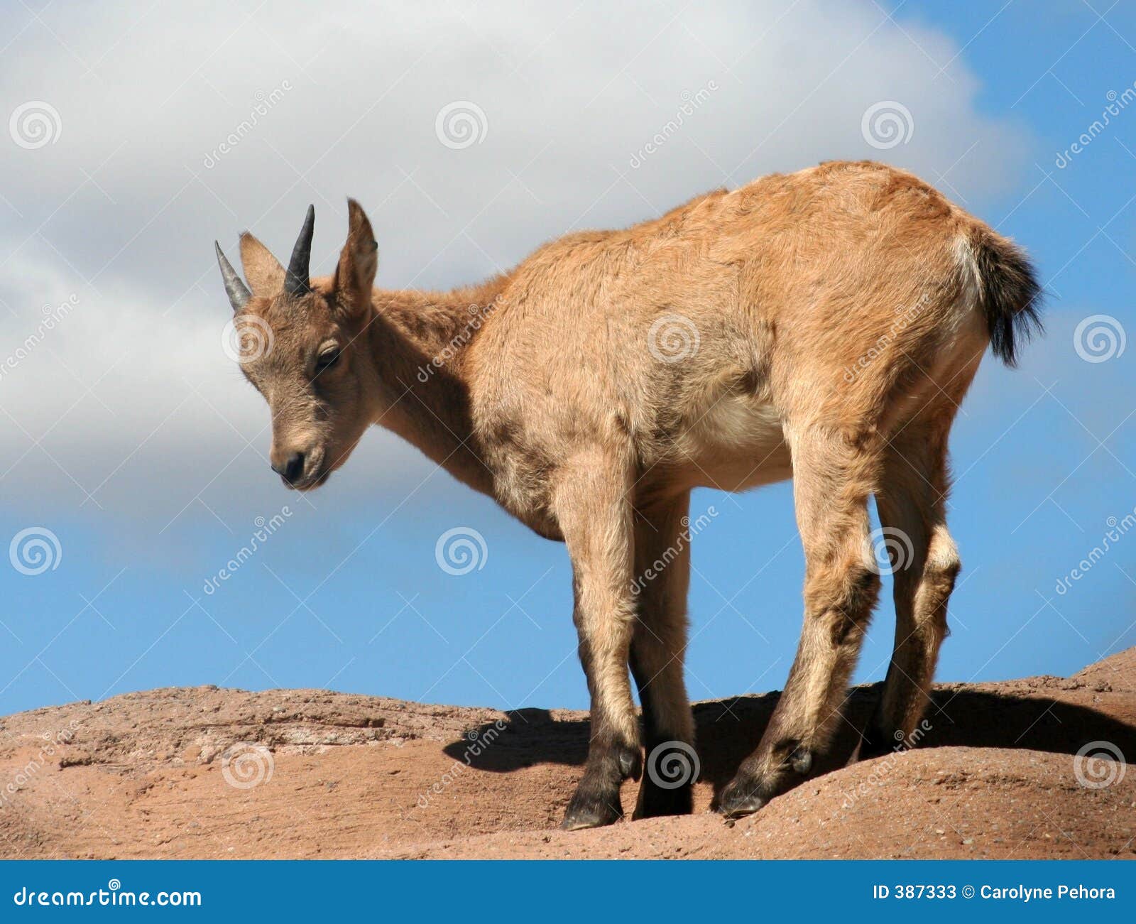 Ovejas del bebé imagen de archivo. Imagen de cabrito, éxito - 387333