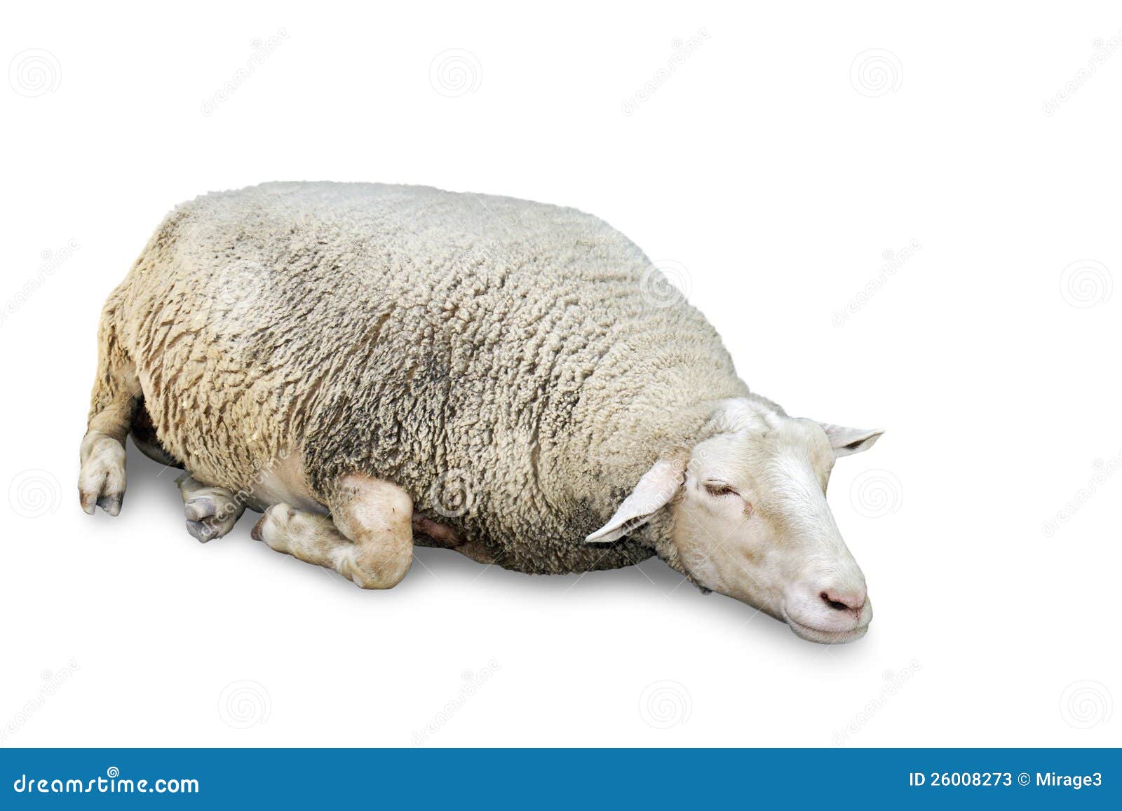Ovejas el dormir en blanco imagen de archivo. Imagen de fondo - 26008273