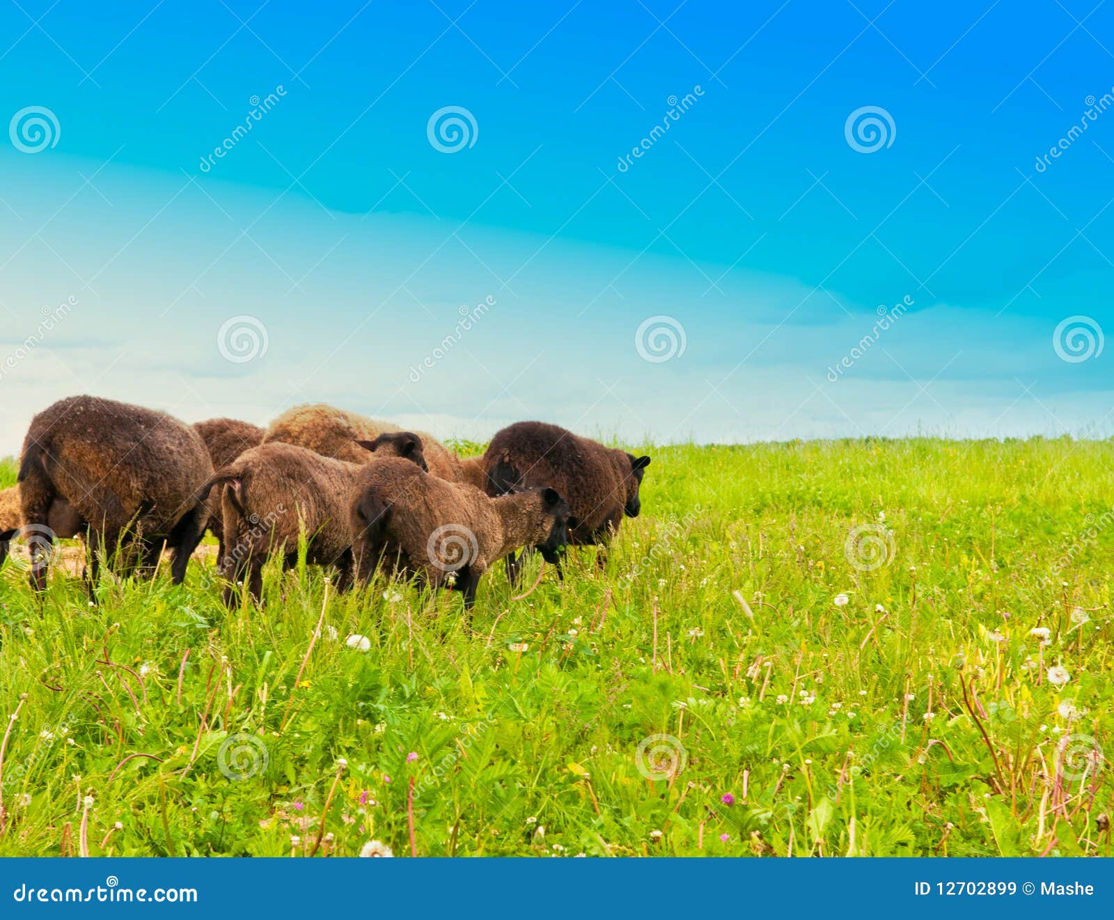 Ovejas en el campo imagen de archivo. Imagen de manada - 12702899