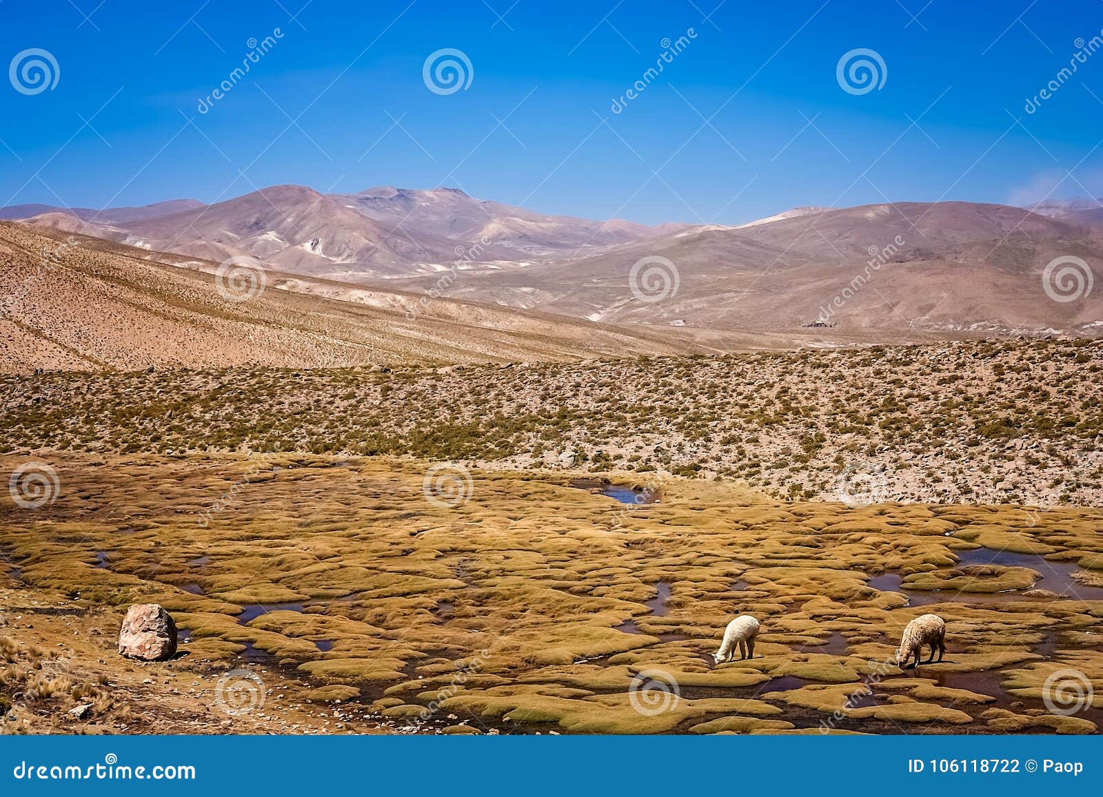 Ovejas En La Alta Meseta Peruana Foto de archivo - Imagen de solitario ...