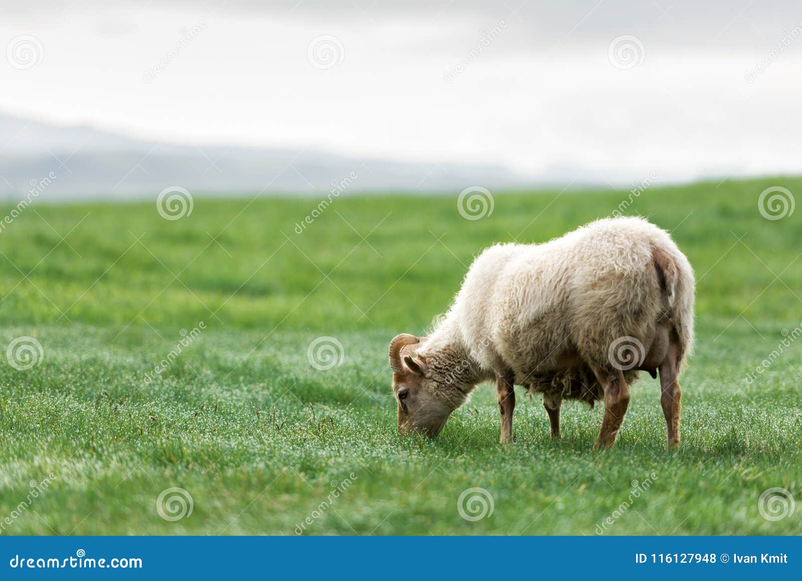 Ovejas en prado verde foto de archivo. Imagen de animales - 116127948