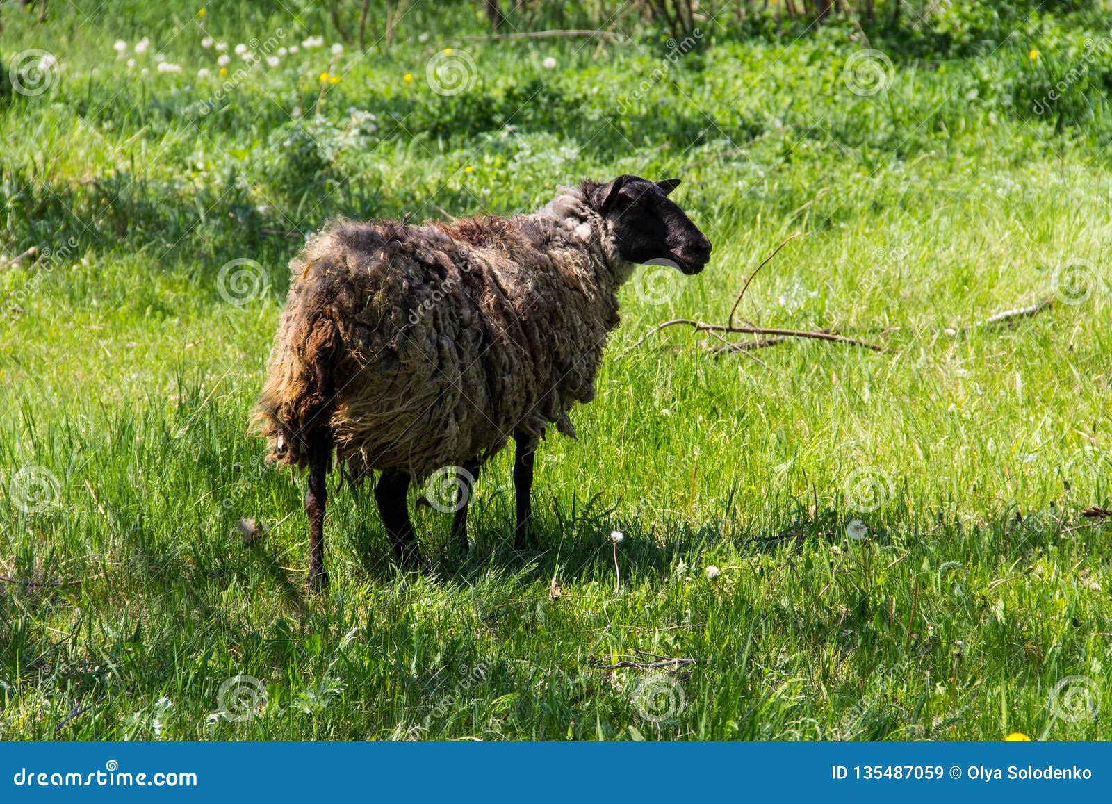 Ovejas en prado verde imagen de archivo. Imagen de hierba - 135487059