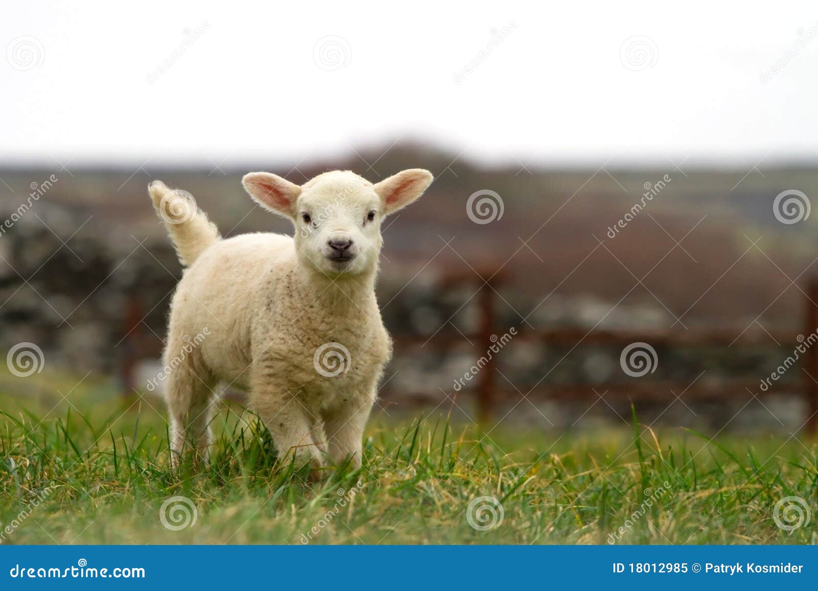 Ovejas irlandesas del bebé imagen de archivo. Imagen de turismo - 18012985