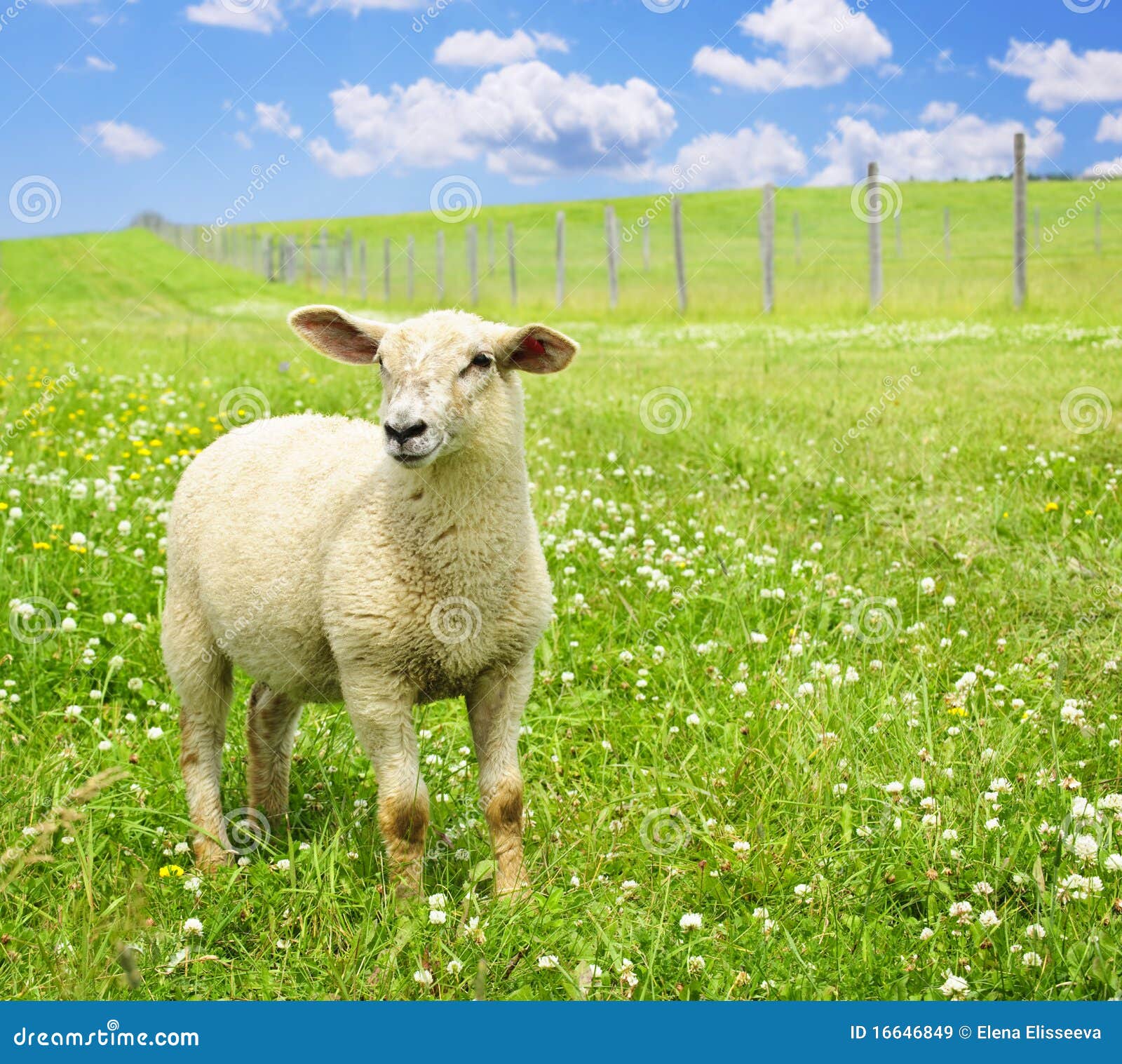 Ovejas jovenes lindas imagen de archivo. Imagen de ovejas - 16646849