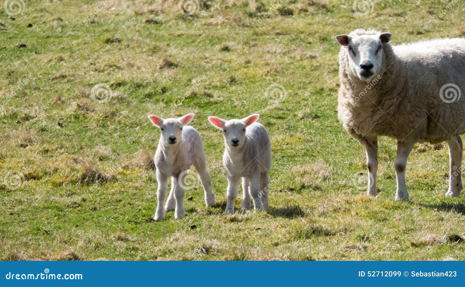 Ovejas - madre y bebés imagen de archivo. Imagen de agricultura - 52712099
