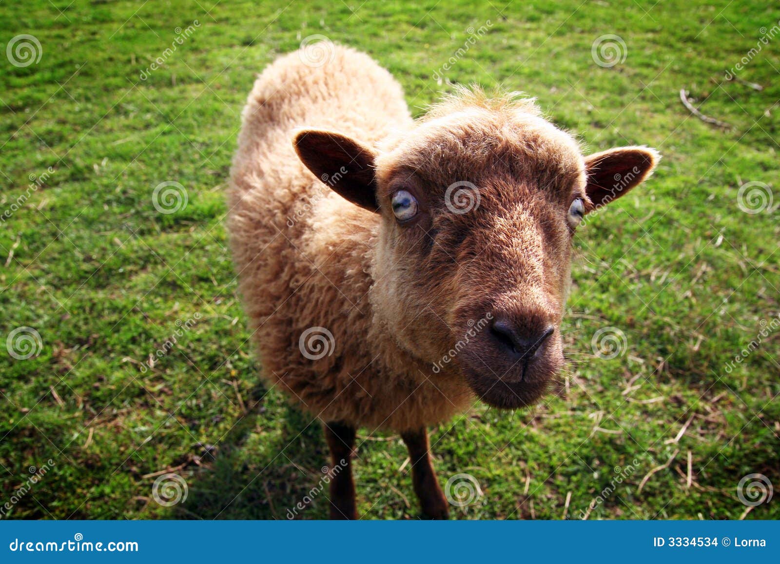 Ovejas malvadas foto de archivo. Imagen de lanas, ojos - 3334534