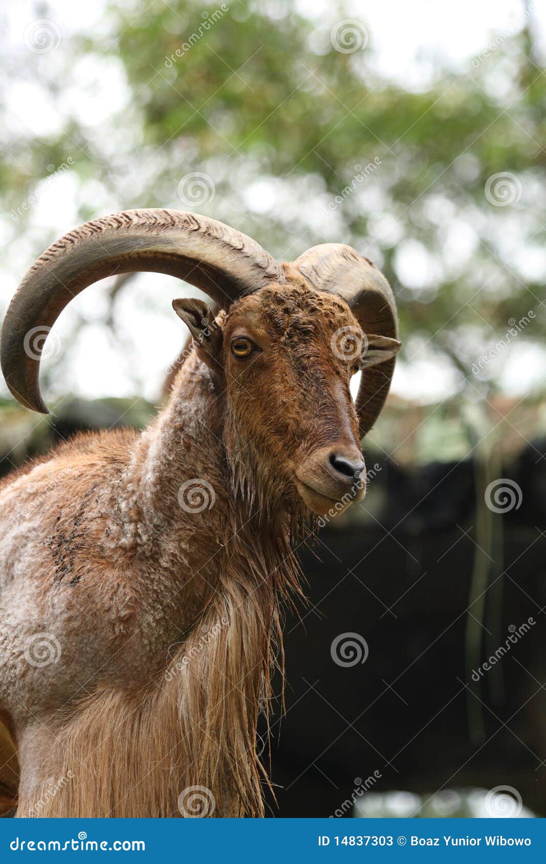 Ovejas Masculinas De Barbary Imagen de archivo - Imagen de orgullo ...