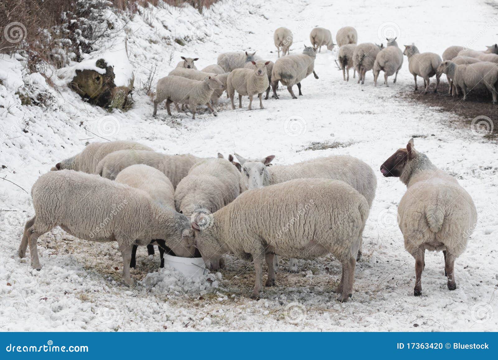 Ovejas Que Comen En Paisaje Nevado Foto de archivo - Imagen de pasto ...