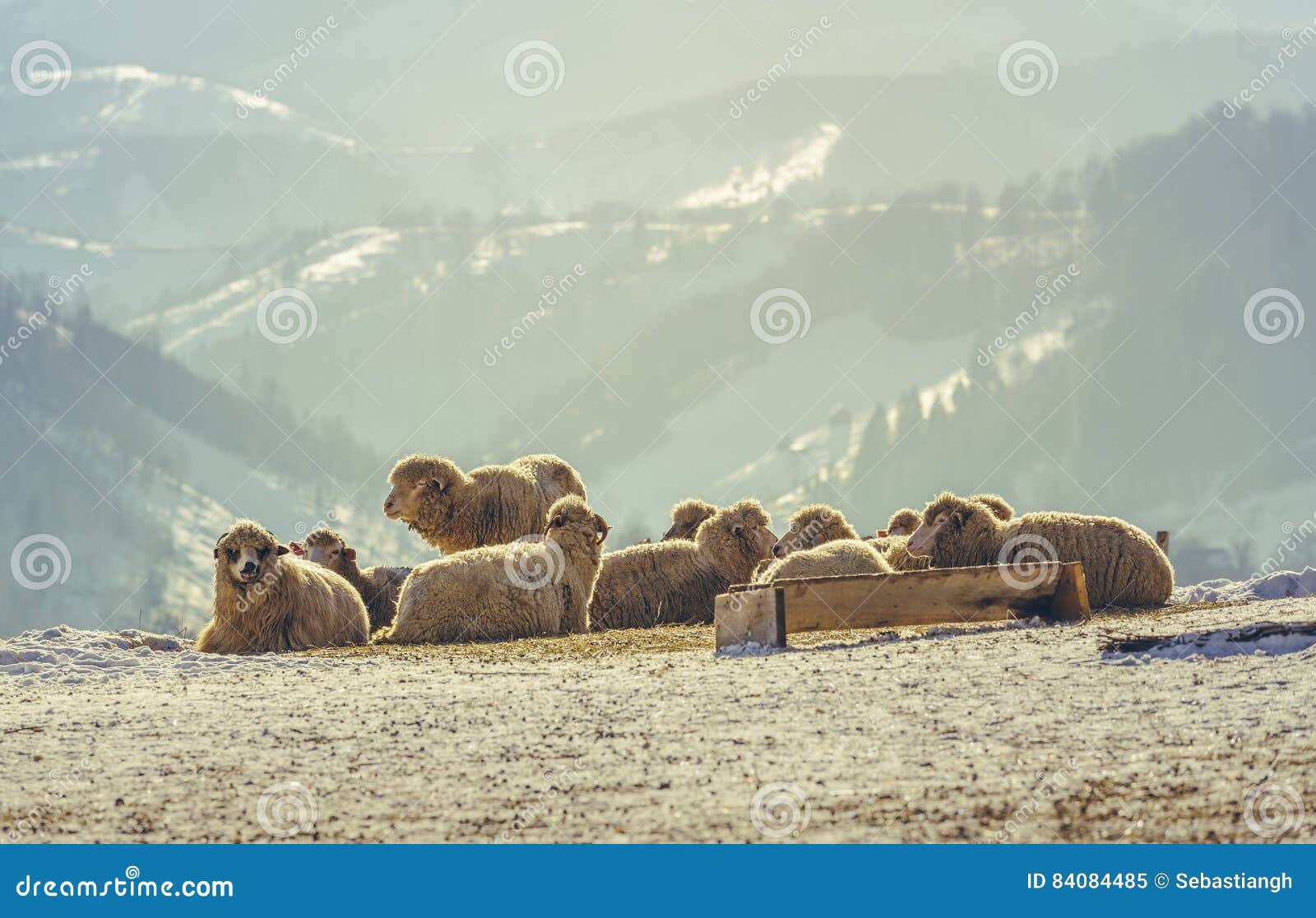Ovejas Que Descansan Sobre Nieve Imagen de archivo - Imagen de casta ...