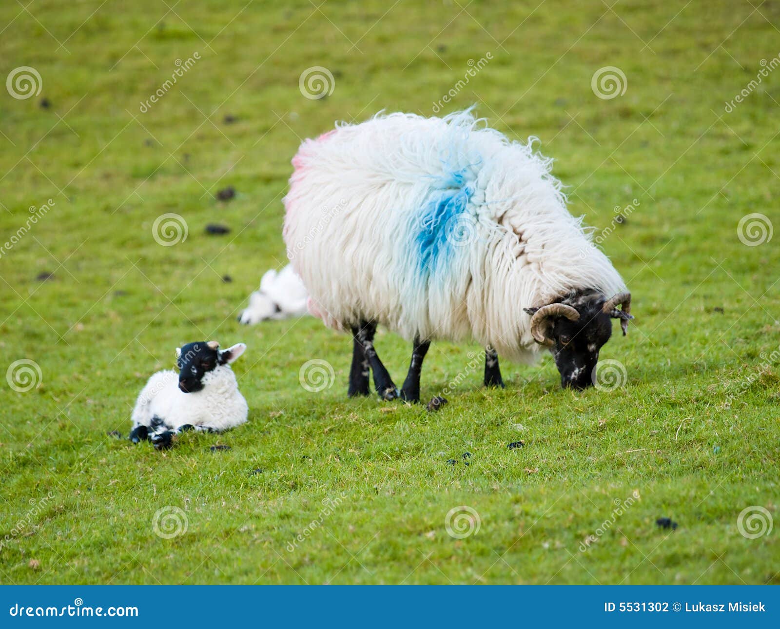 Ovejas y mama del bebé foto de archivo. Imagen de infante - 5531302
