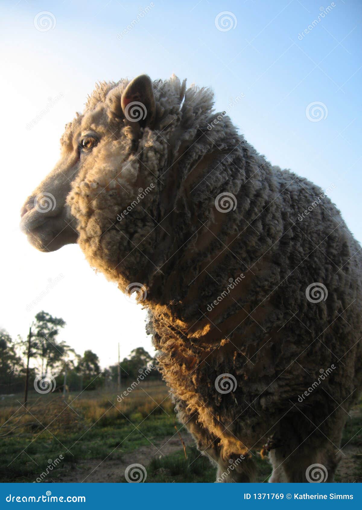 Ovelha do Merino imagem de stock. Imagem de cultivar, merino - 1371769