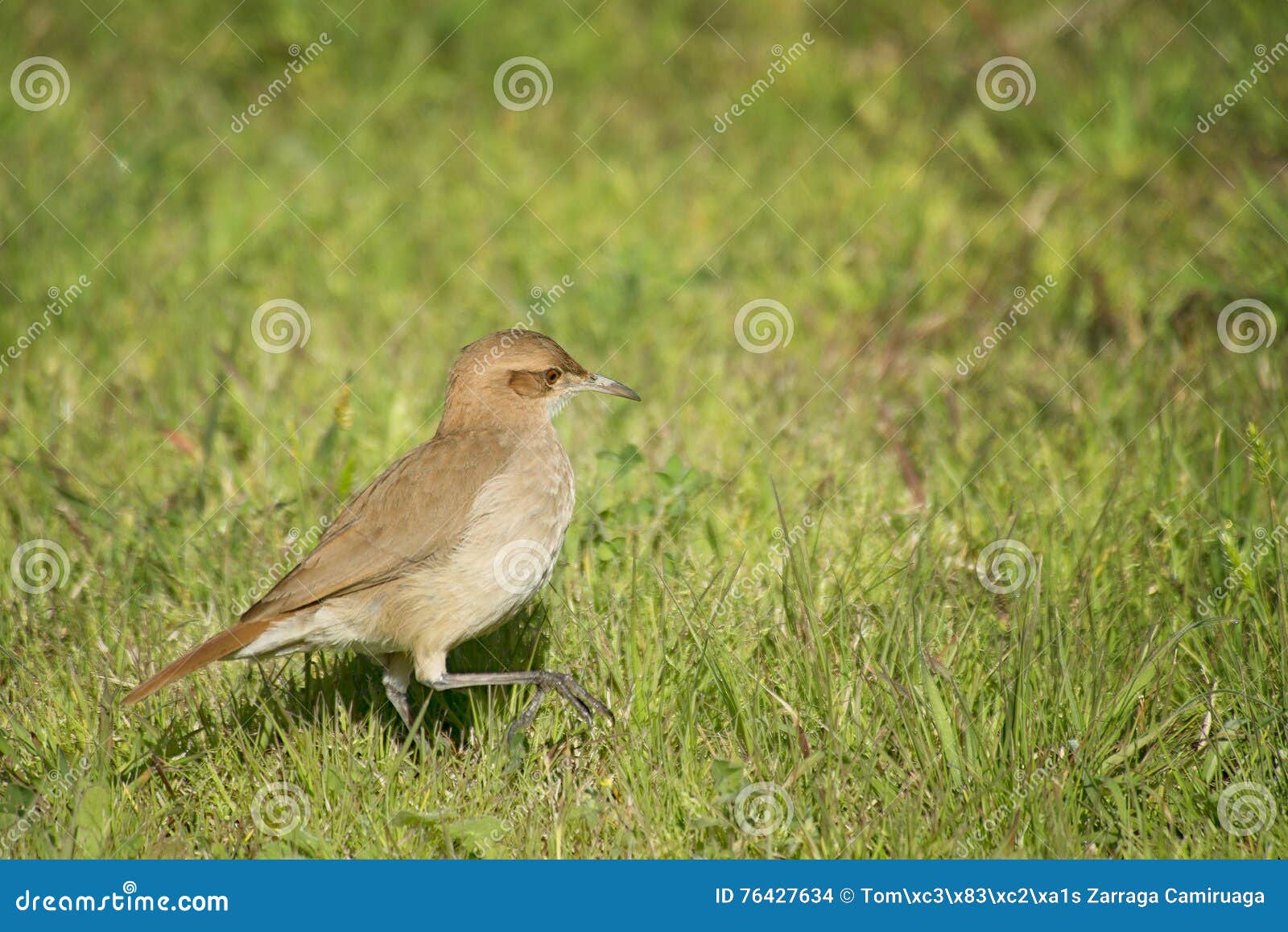 Oven bird National bird stock photo. Image of field, landscape - 76427634