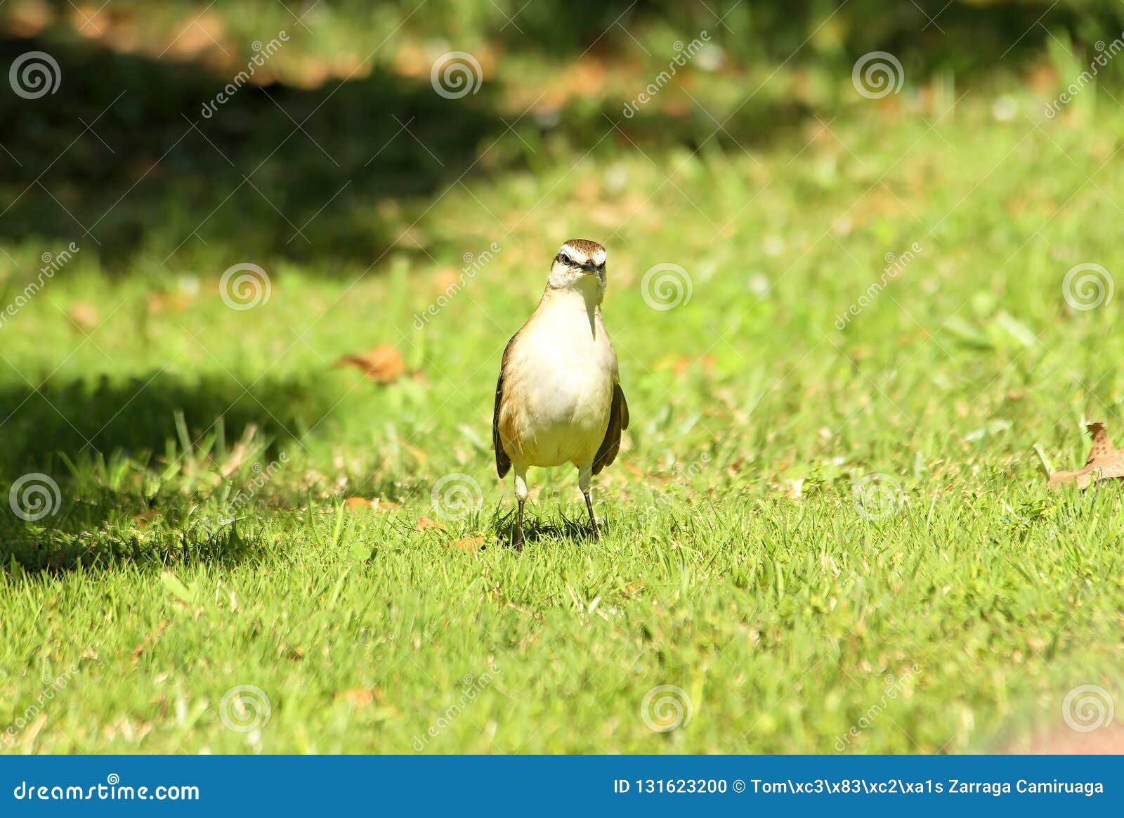 Oven Bird Perched on the Grsass Field Stock Photo - Image of field ...
