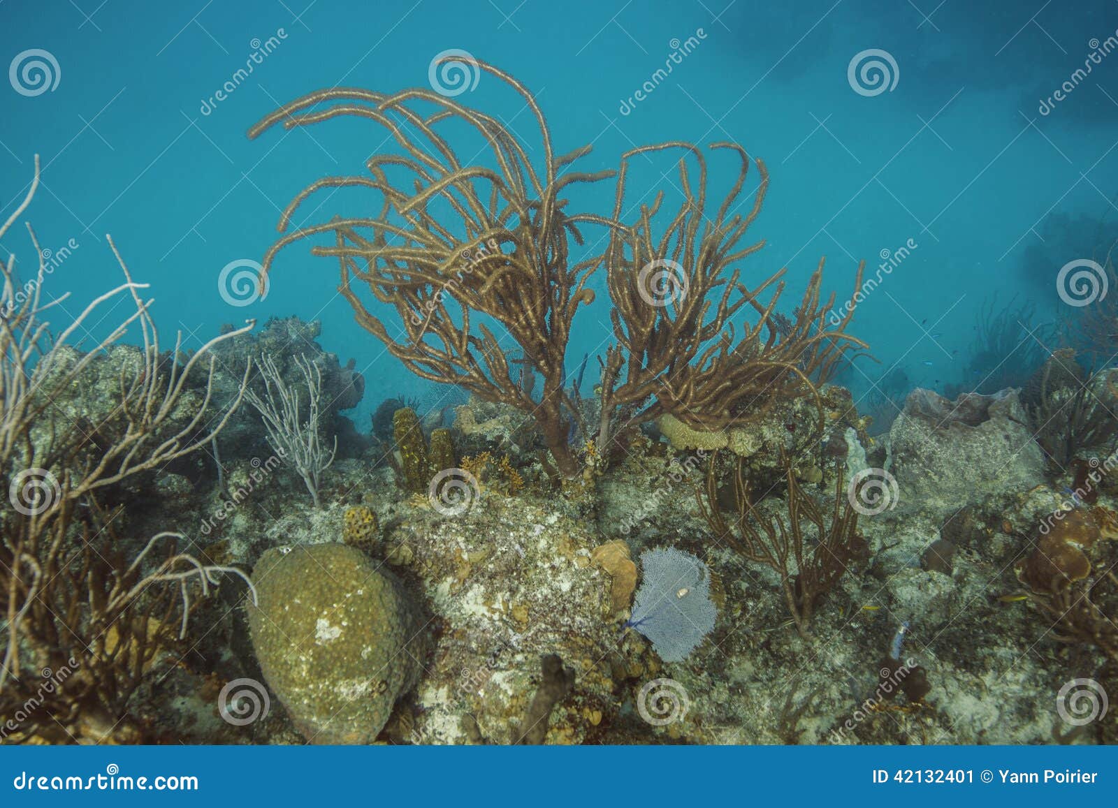 Over the abyss stock image. Image of durgon, conservation - 42132401