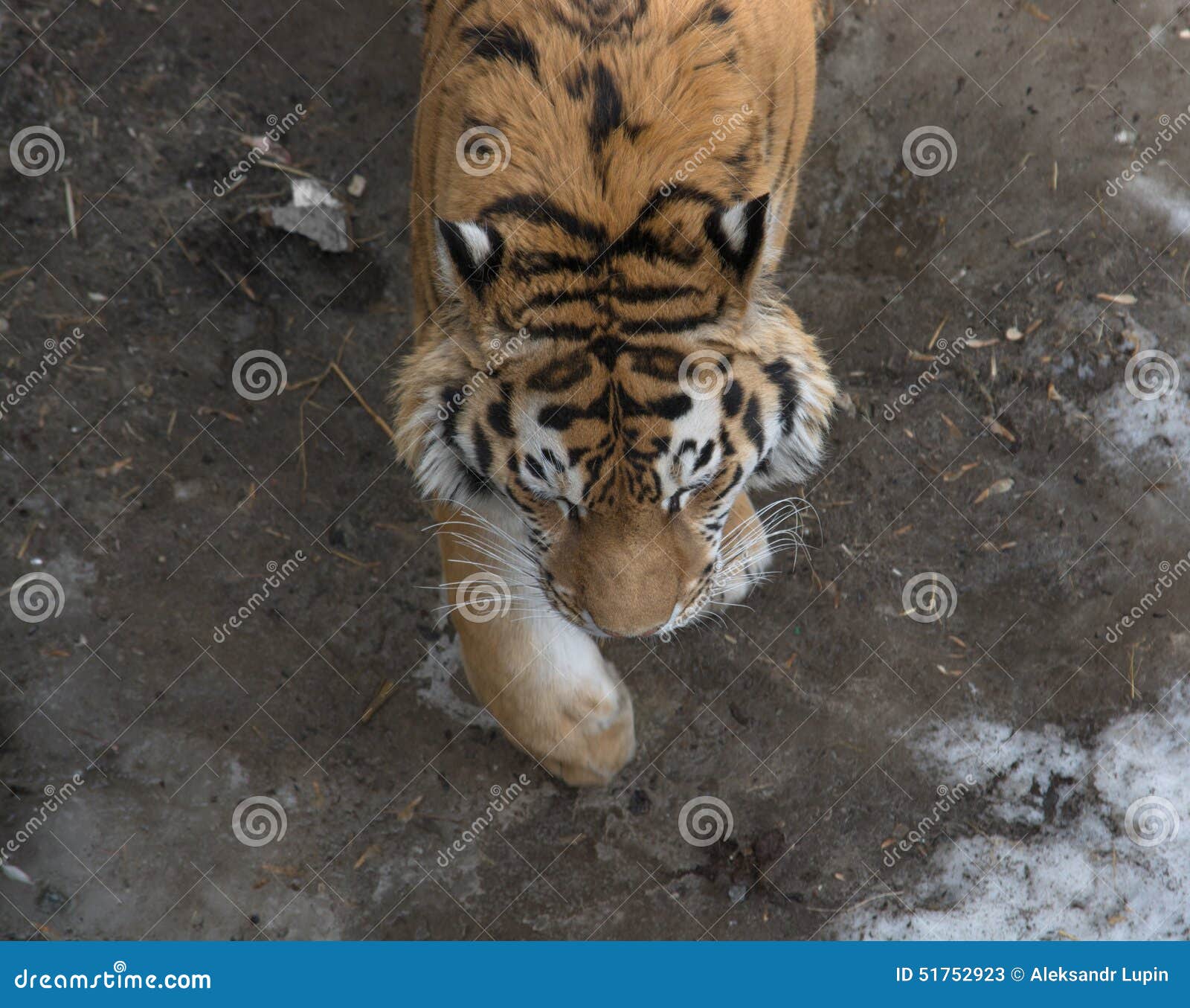 Over the animal stock image. Image of lion, animal, tiger - 51752923