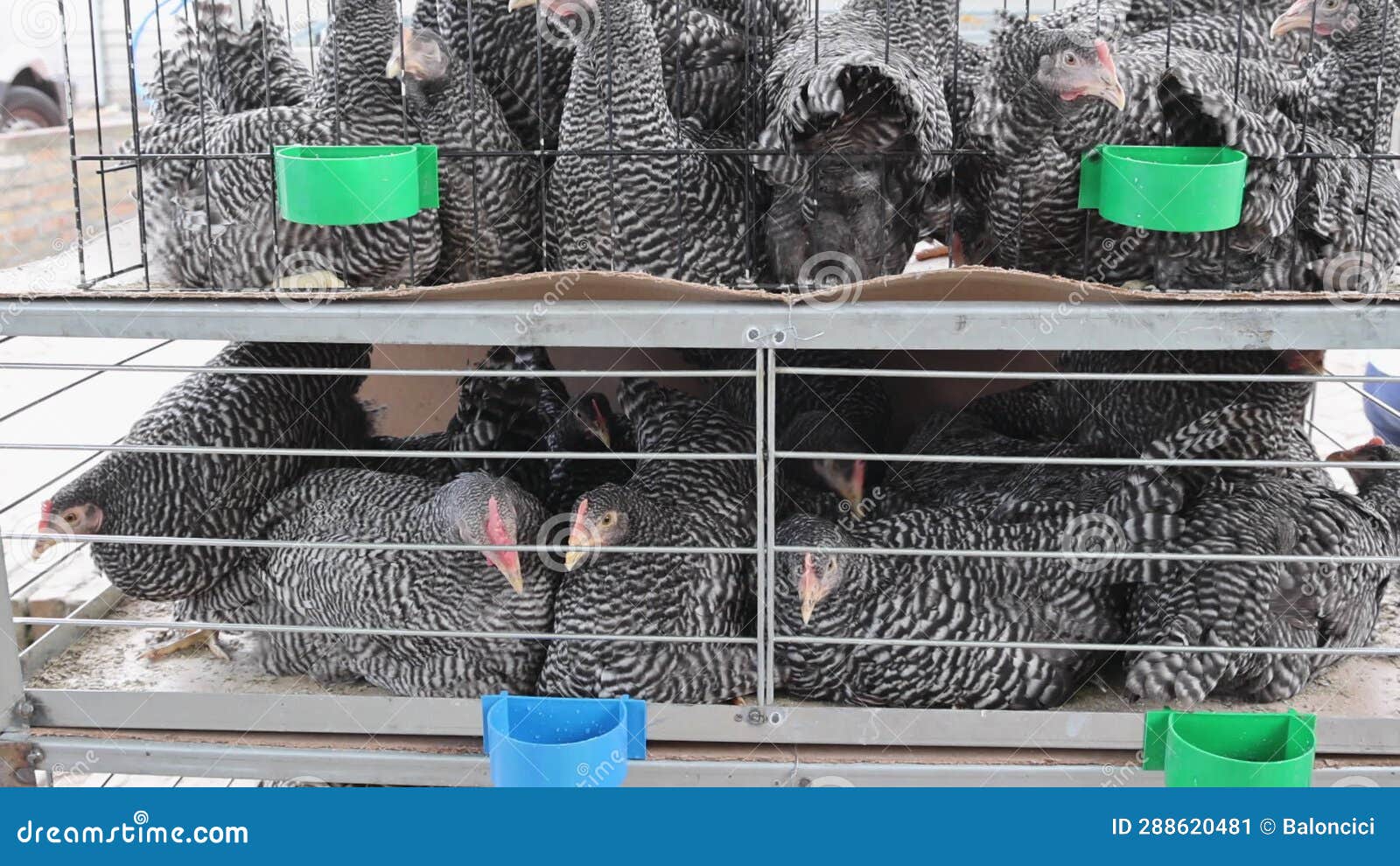 Over Crowded Chickens Cage stock video. Video of multi - 288620481