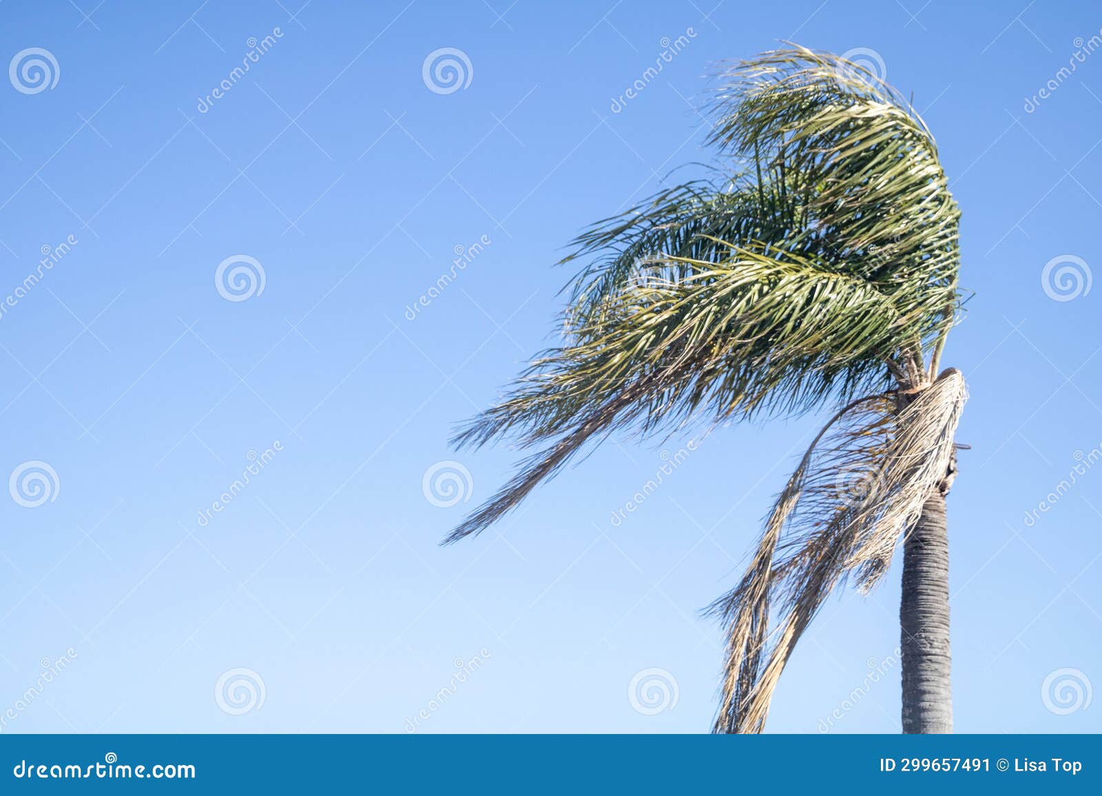 Over Exposed Palm Tree stock image. Image of tree, states - 299657491