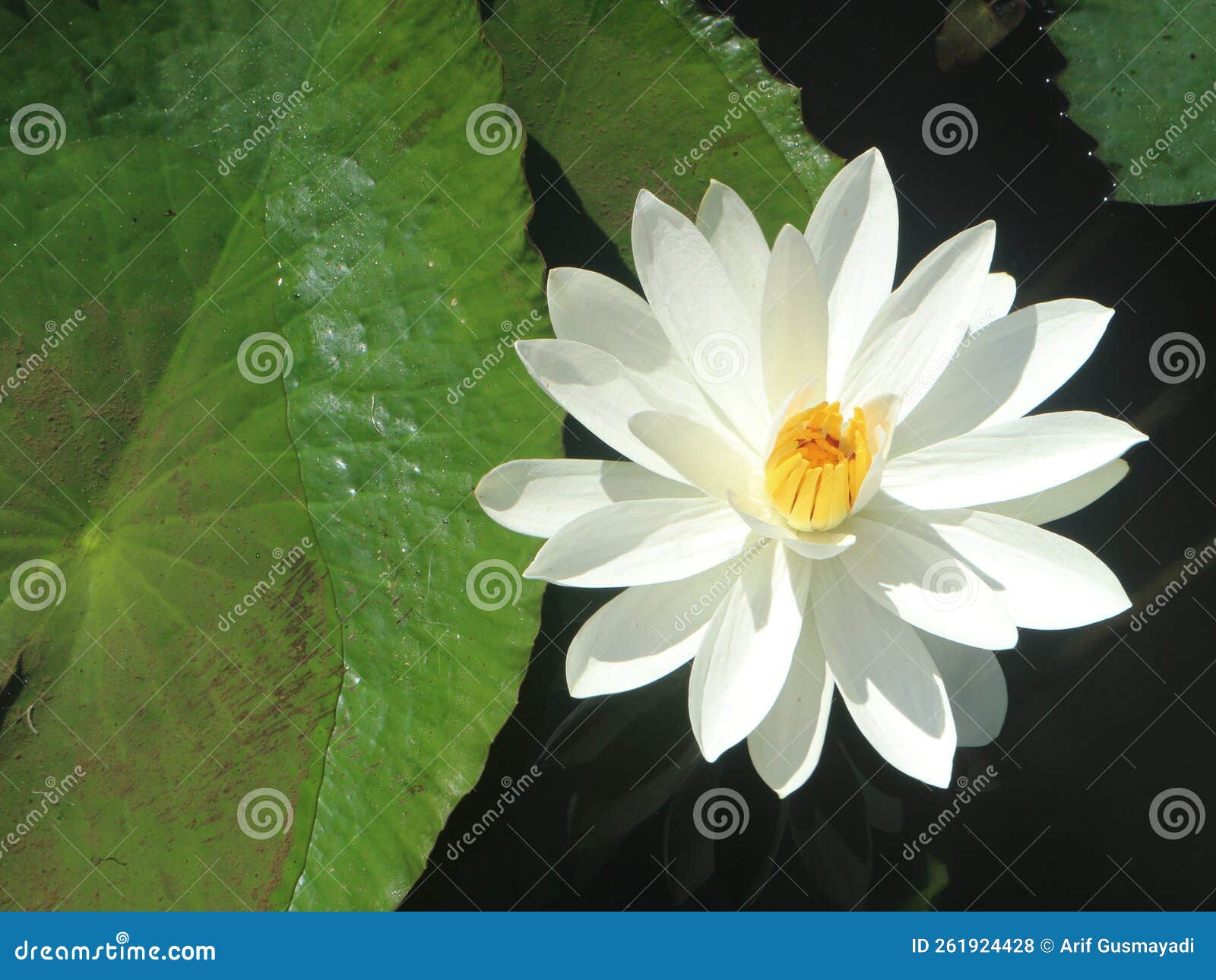 White Lotus Flower so Bright Stock Photo - Image of yellow, petal ...