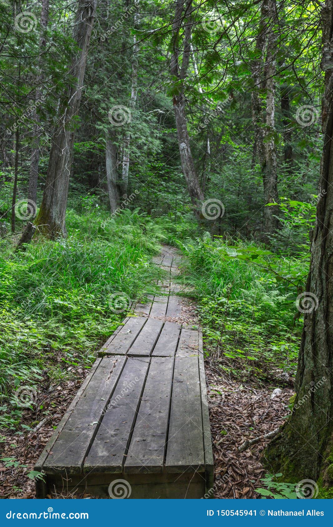 Over grown path stock image. Image of grass, green, boardwalk - 150545941