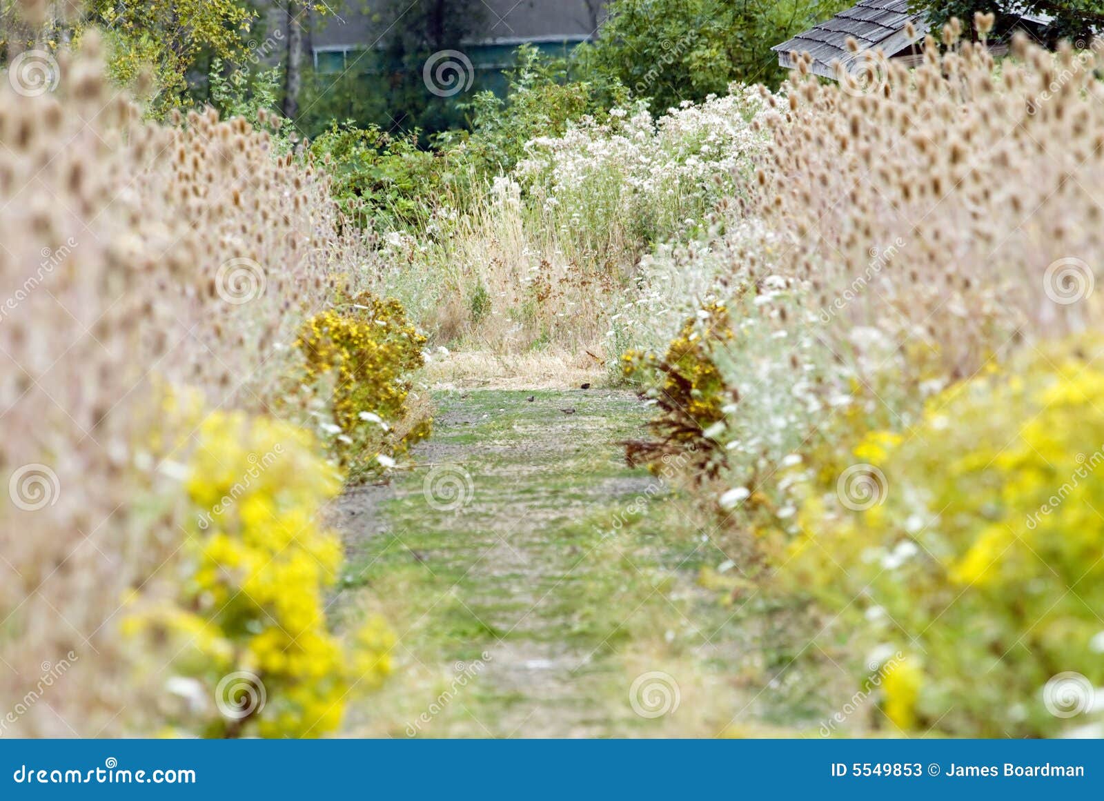 Over grown trail stock image. Image of path, tall, nature - 5549853