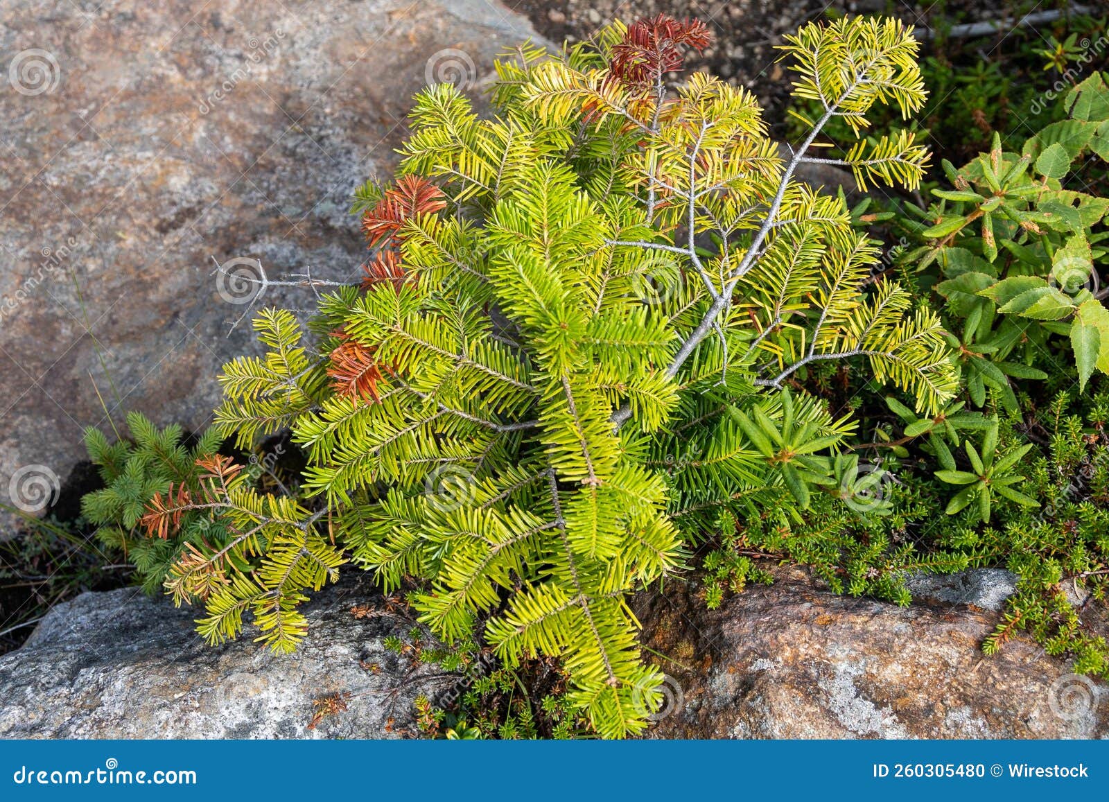 Over-the-head Shot of a Pine Tree Growing among the Rocks Stock Photo ...