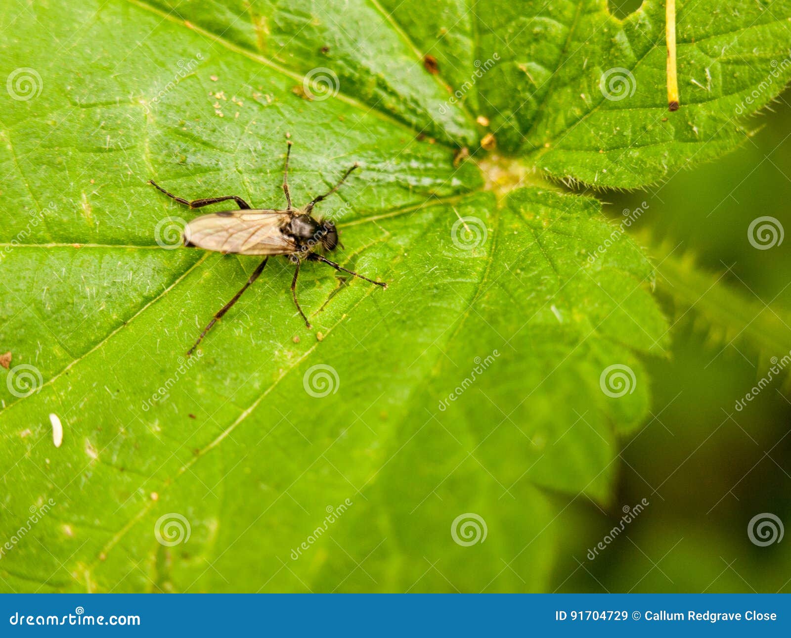 Over Head View of a Fly Spread Out on Leaf Stock Image - Image of hairy ...