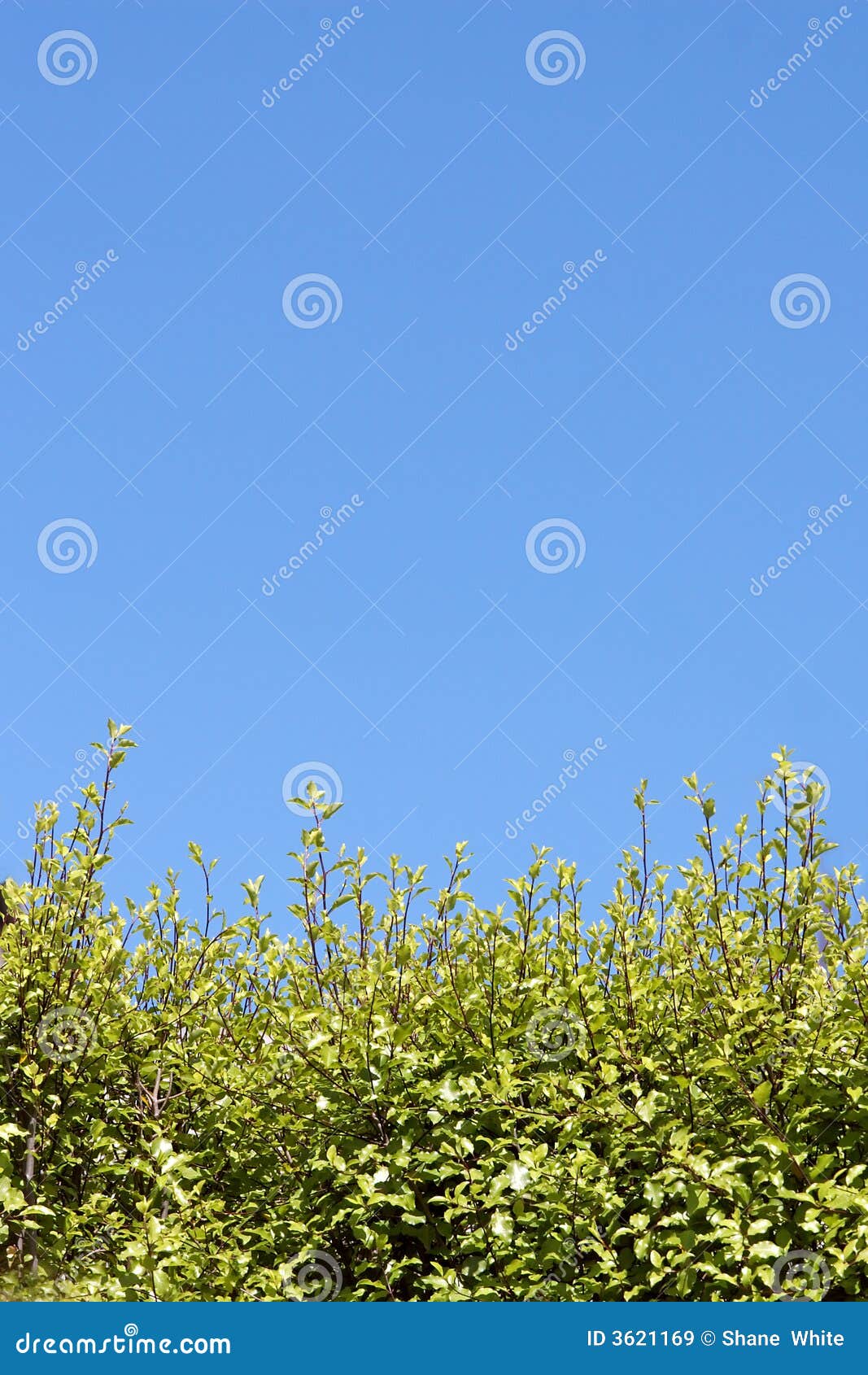 Over the hedge stock image. Image of spring, leaves, blue - 3621169