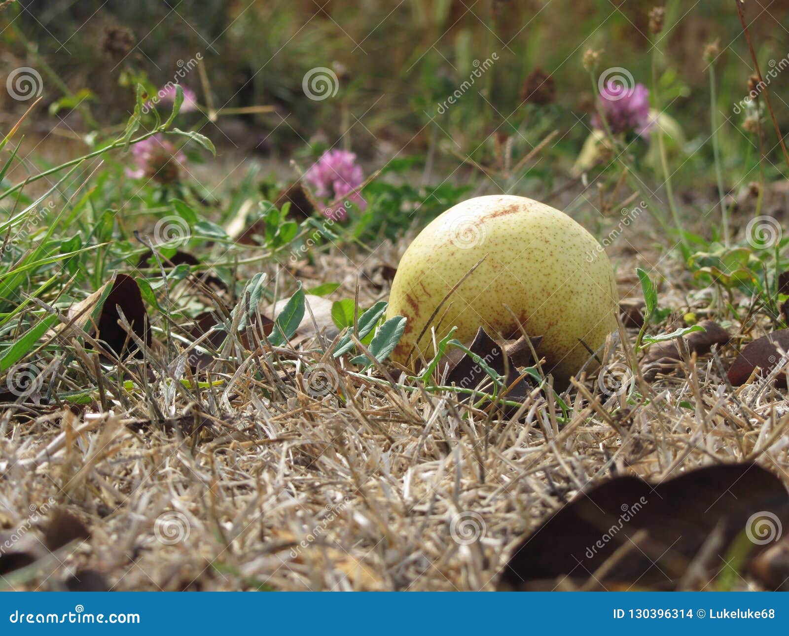 Over Ripened Yellow Pear Fall Naturally from the Tree . Pear Tree ...