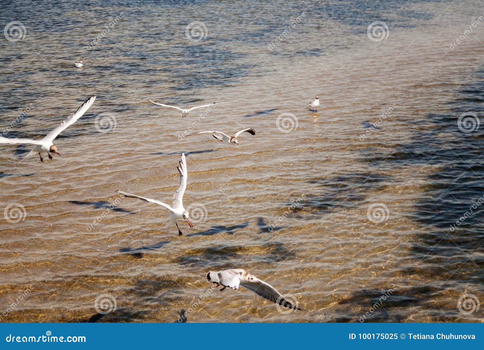 Over the Sea Along the Beach Gulls Fly Stock Image - Image of cloud ...
