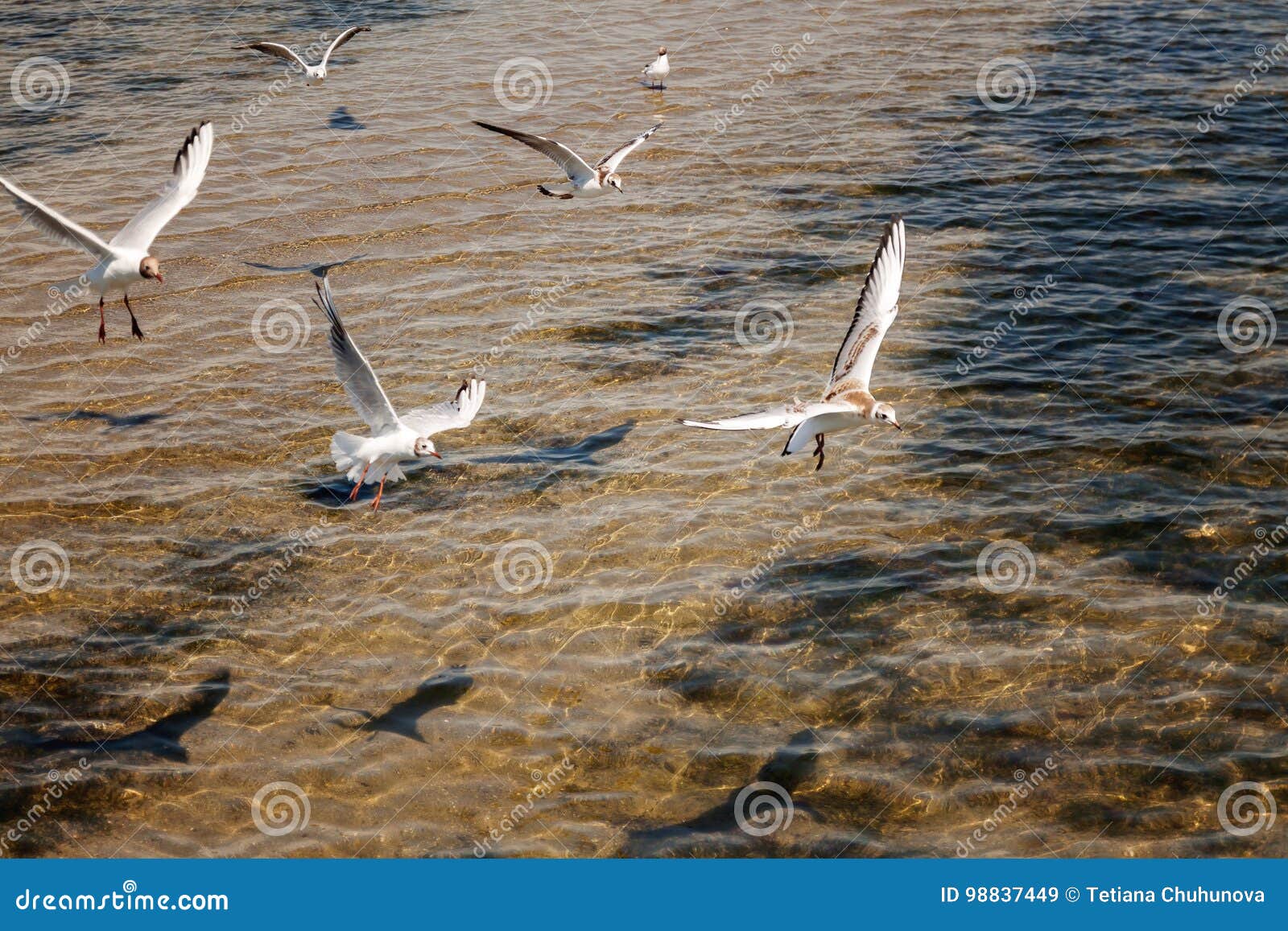 Over the Sea Along the Beach Gulls Fly Stock Image - Image of cloud ...