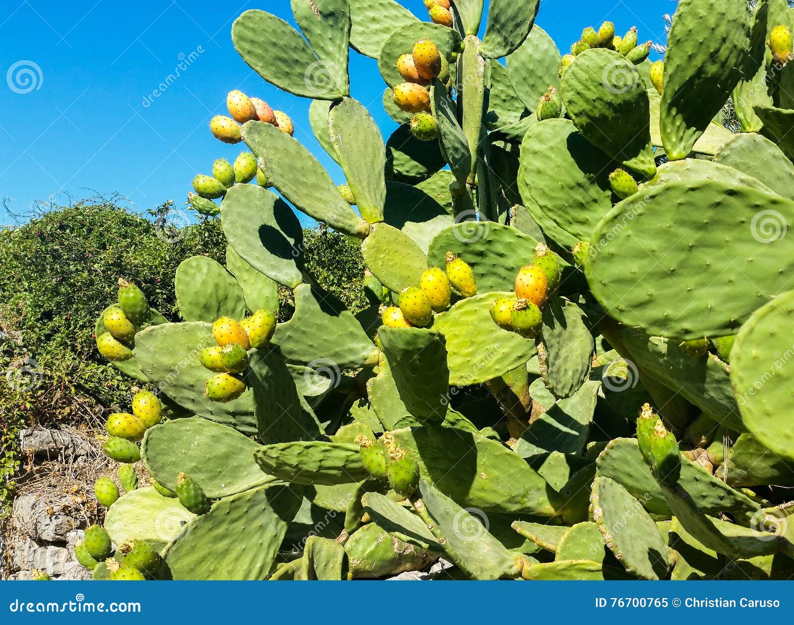 Over the Spikes Under the Sweet and Succulent Fruit Stock Image - Image ...