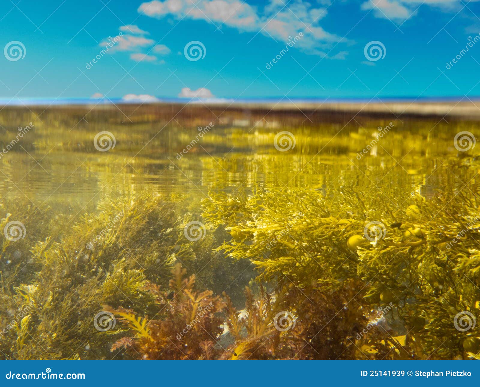 Over-under Split Shot Of Clear Water In Tidal Pool Stock Image ...