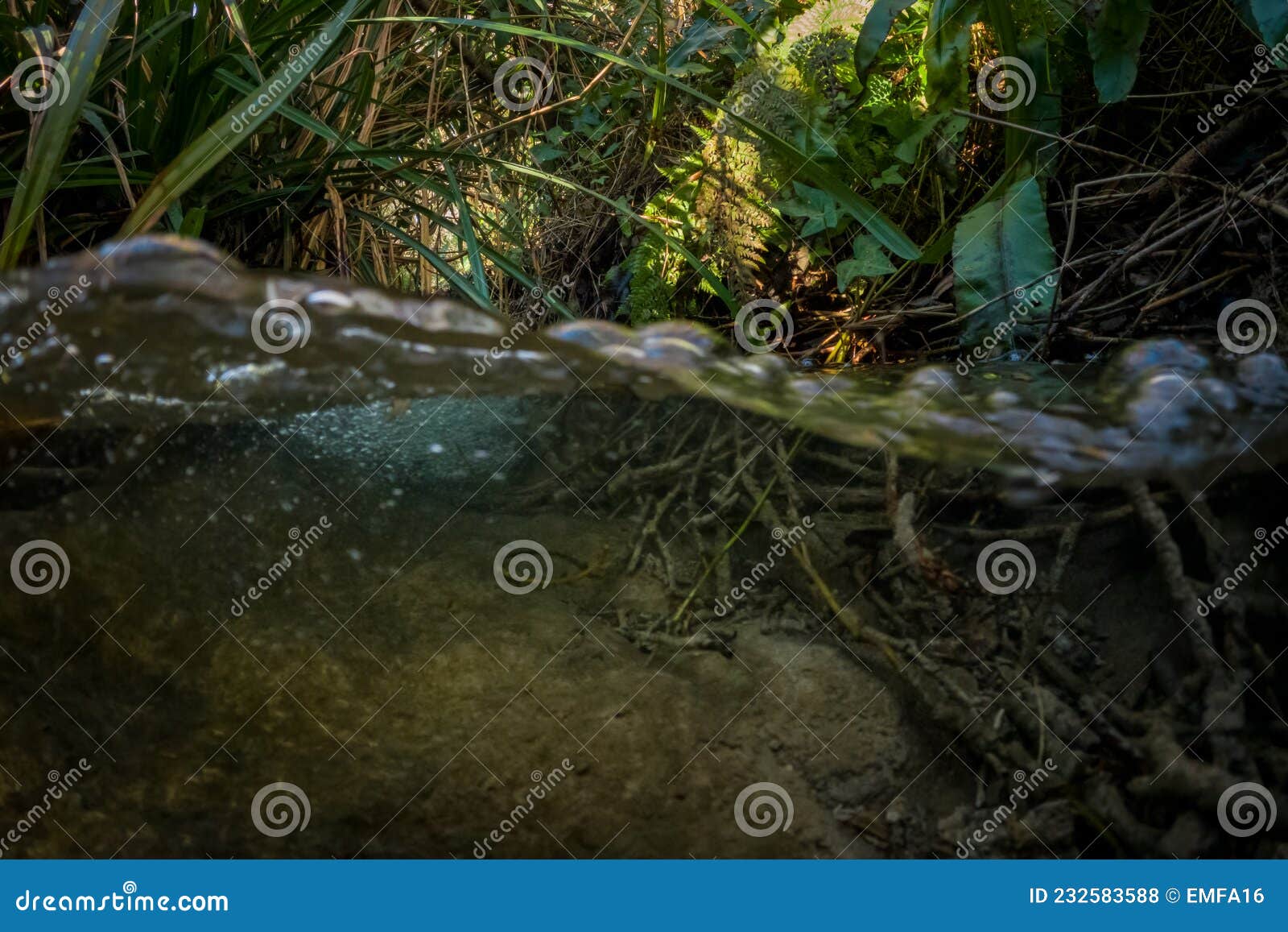 50/50 Over/Underwater Reeds by Stream through Bog Meadow, Enniskerry ...