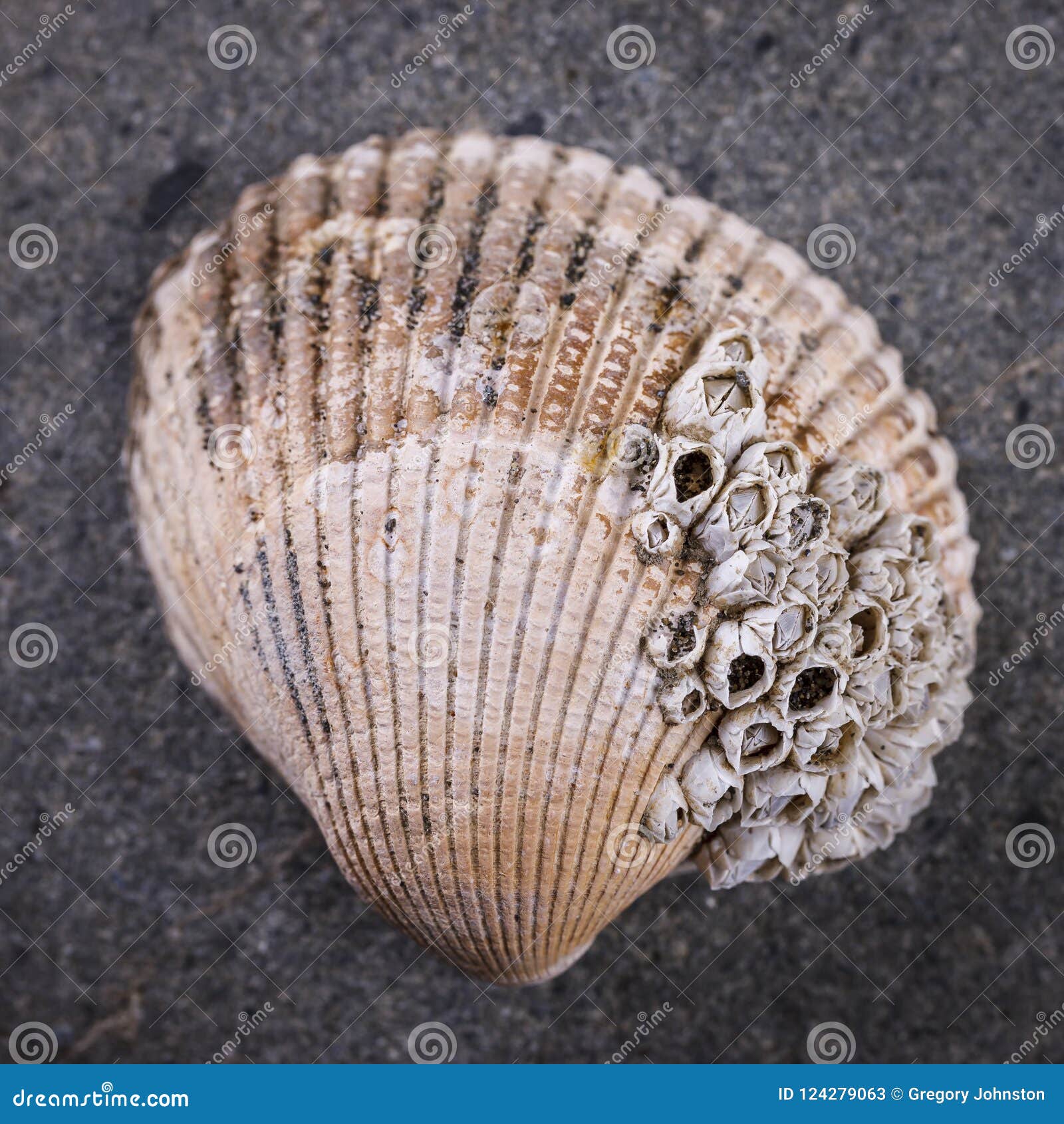 Over view of a seashell. stock image. Image of colorful - 124279063