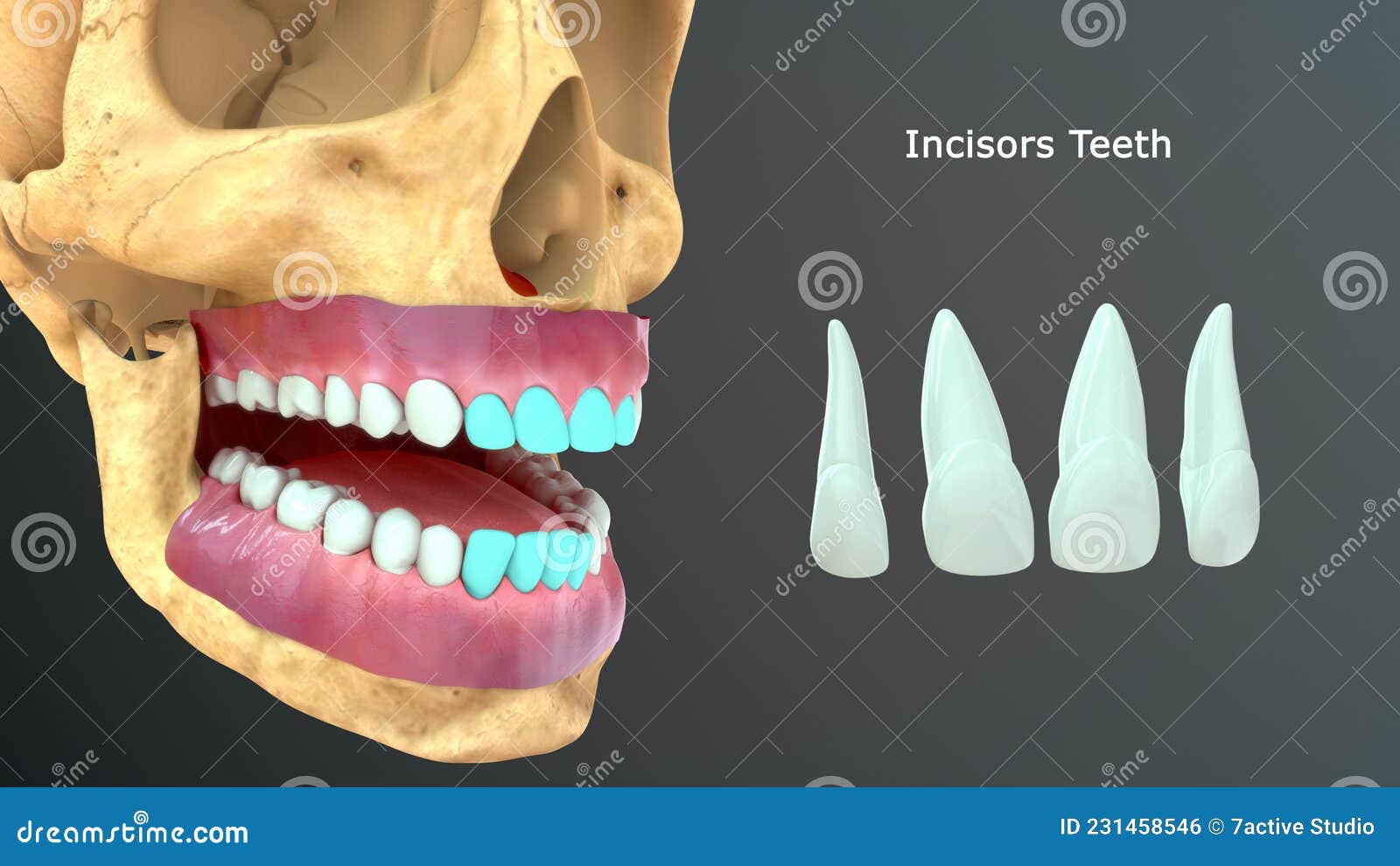 Human Tooth - Incisors Teeth Stock Illustration - Illustration of teeth ... Human Tooth - Incisors Teeth Stock Illustration - Illustration of teeth ...