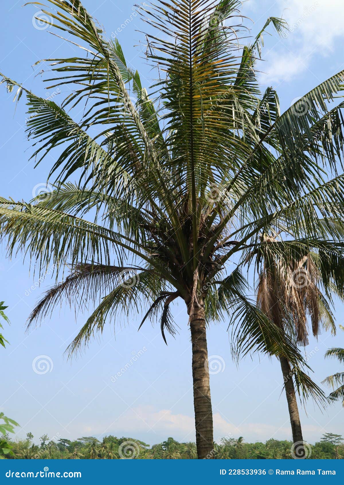 The Overall Shape of the Coconut Tree Stock Photo - Image of leaf, tree ...