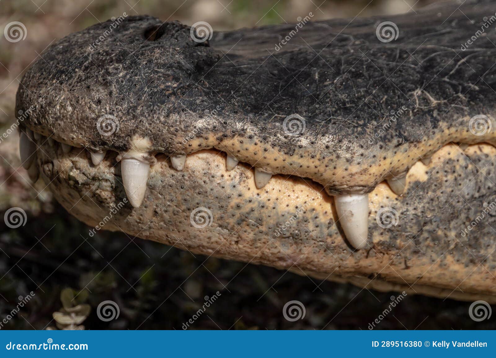 Overbite of Alligator Teeth Close Up Stock Photo - Image of everglades ...