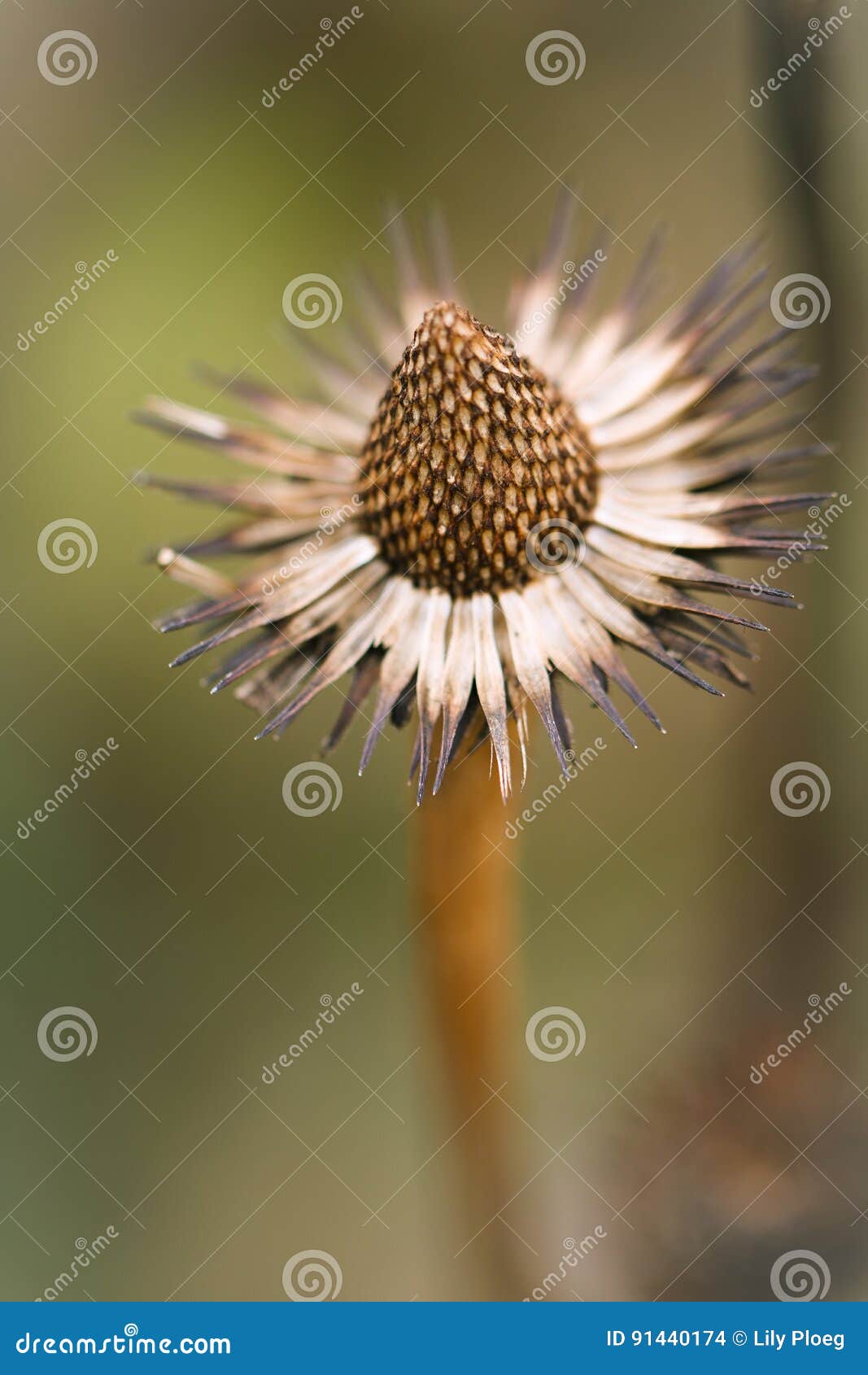 Overblown flower stock photo. Image of soft, focus, single - 91440174