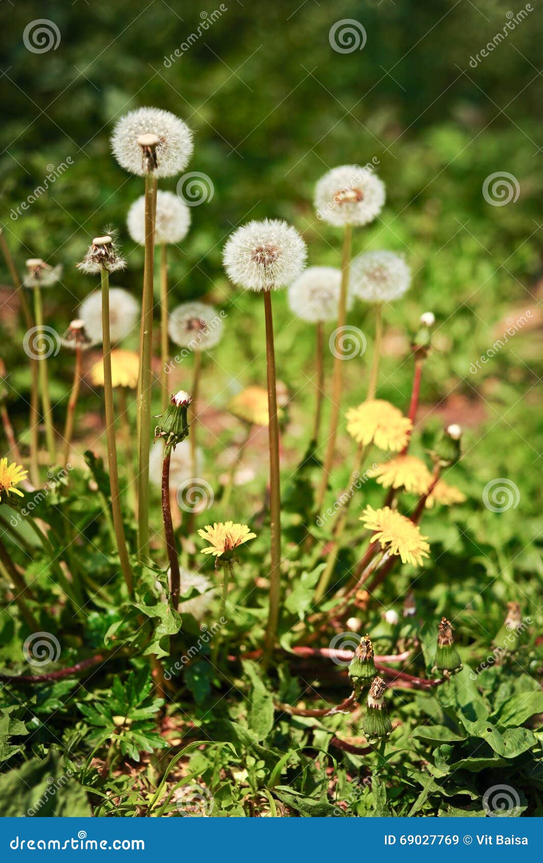 Overblown and Flowering Dandelion in the Meadow. Stock Image - Image of ...