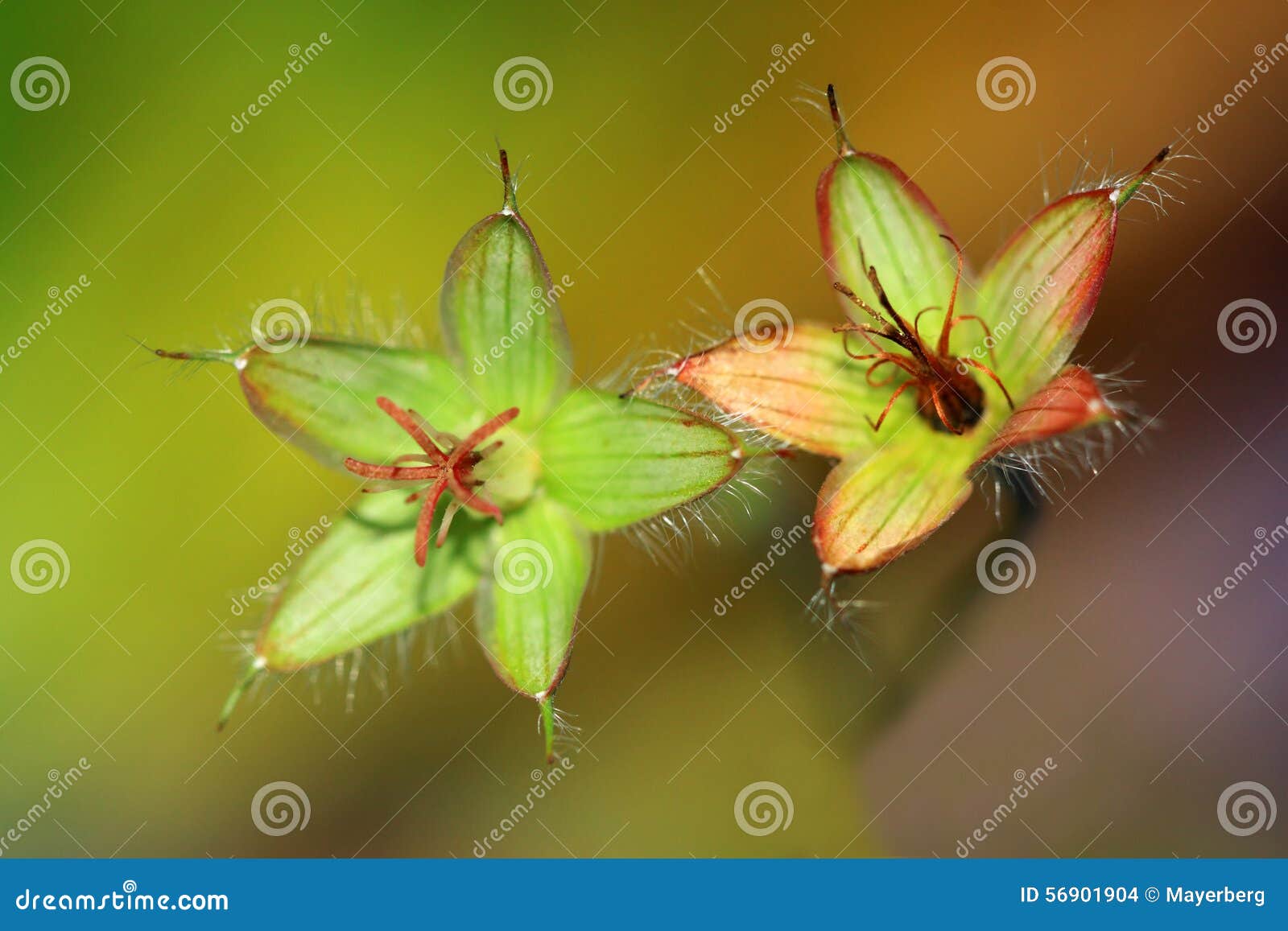 Overblown Geranium Pratense Flowers Stock Photo - Image of bloom ...