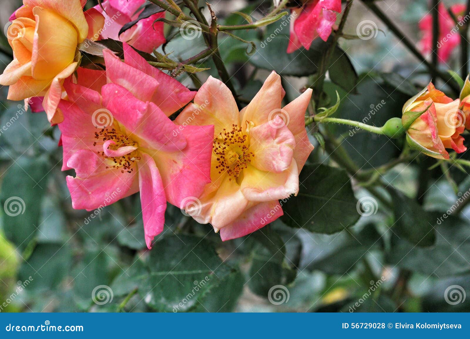 Overblown roses stock photo. Image of elegant, delicate - 56729028