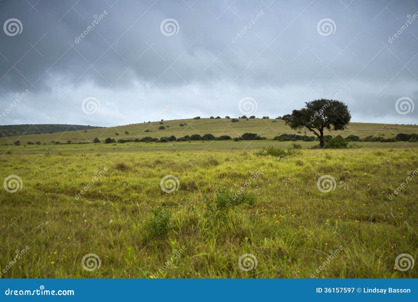 Overcast Day stock image. Image of grass, cloud, field - 36157597