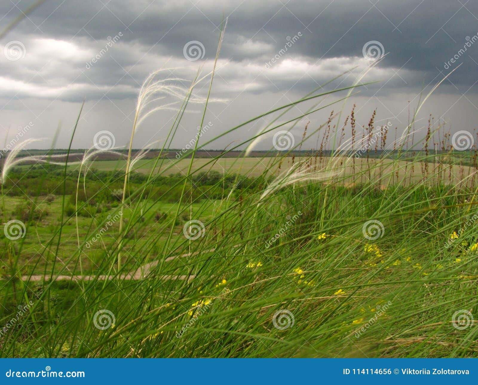 Overcast in the Field in the Spring Feather Grass Close Up Stock Photo ...