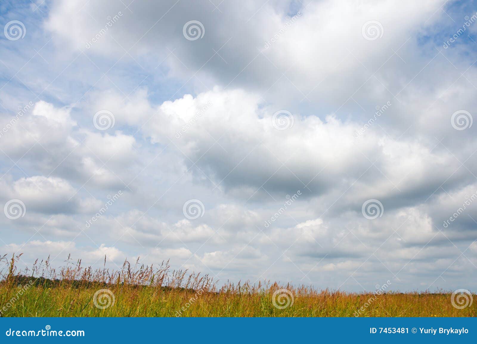 Overcast sky stock image. Image of summer, botanical, field - 7453481