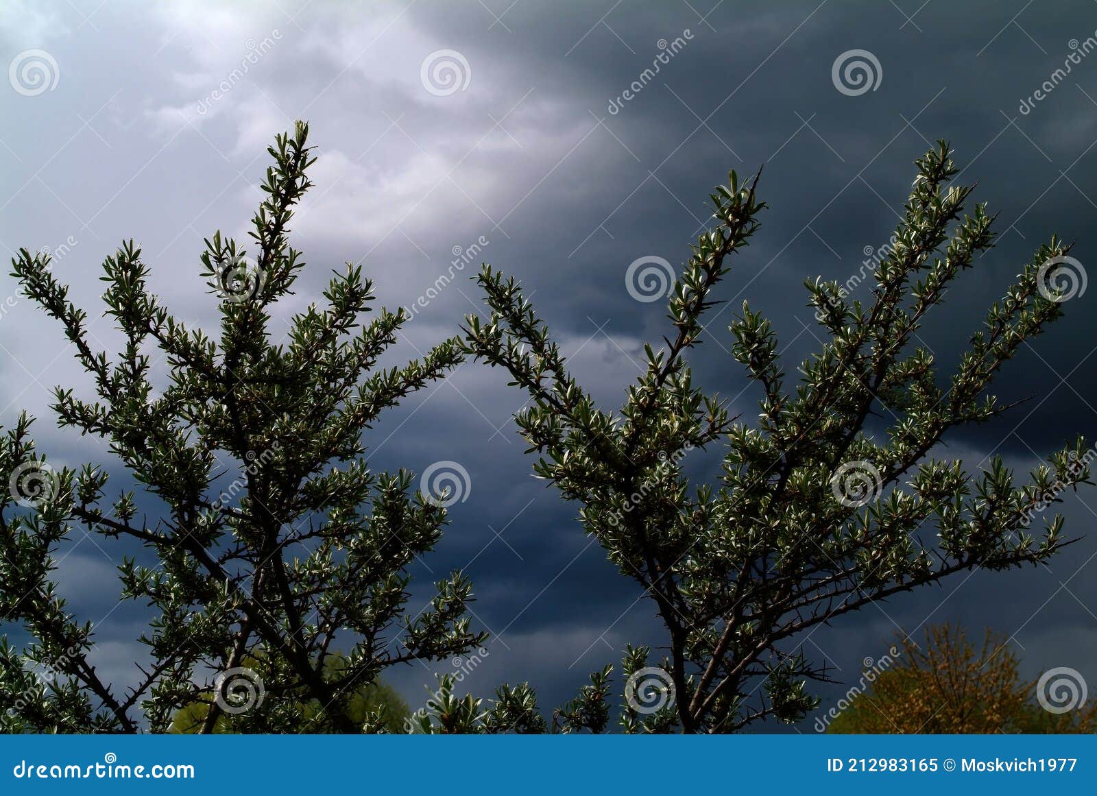 Overcast Spring Day in the Orchard Stock Image - Image of bloom ...