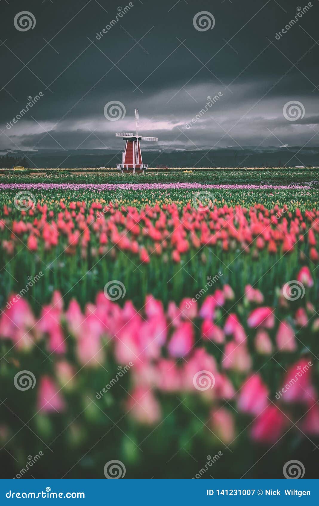 Overcast Spring Mornings Over Tulip Fields in Oregon Stock Image ...