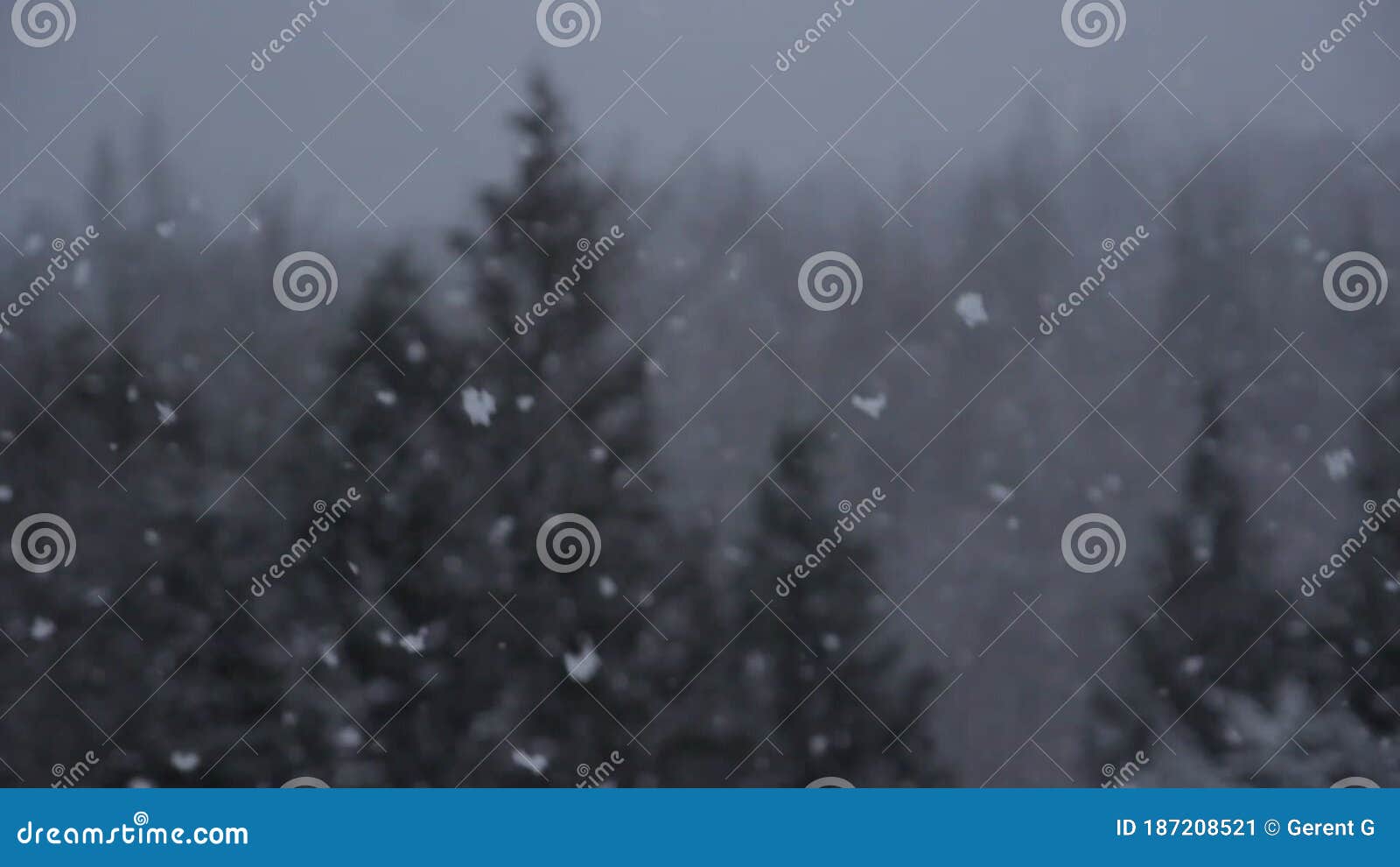 Winter Forest Snowfall Flurry Stock Video - Video of winter, chilly ...