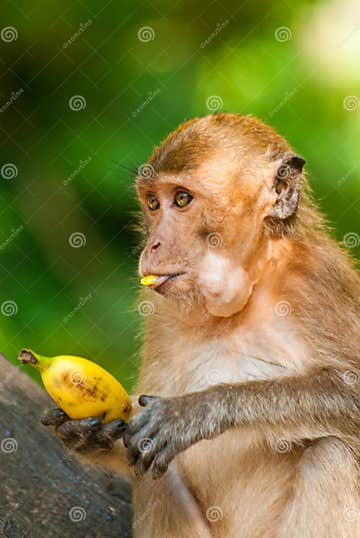 Overeating monkey portrait stock photo. Image of outdoors - 8920640